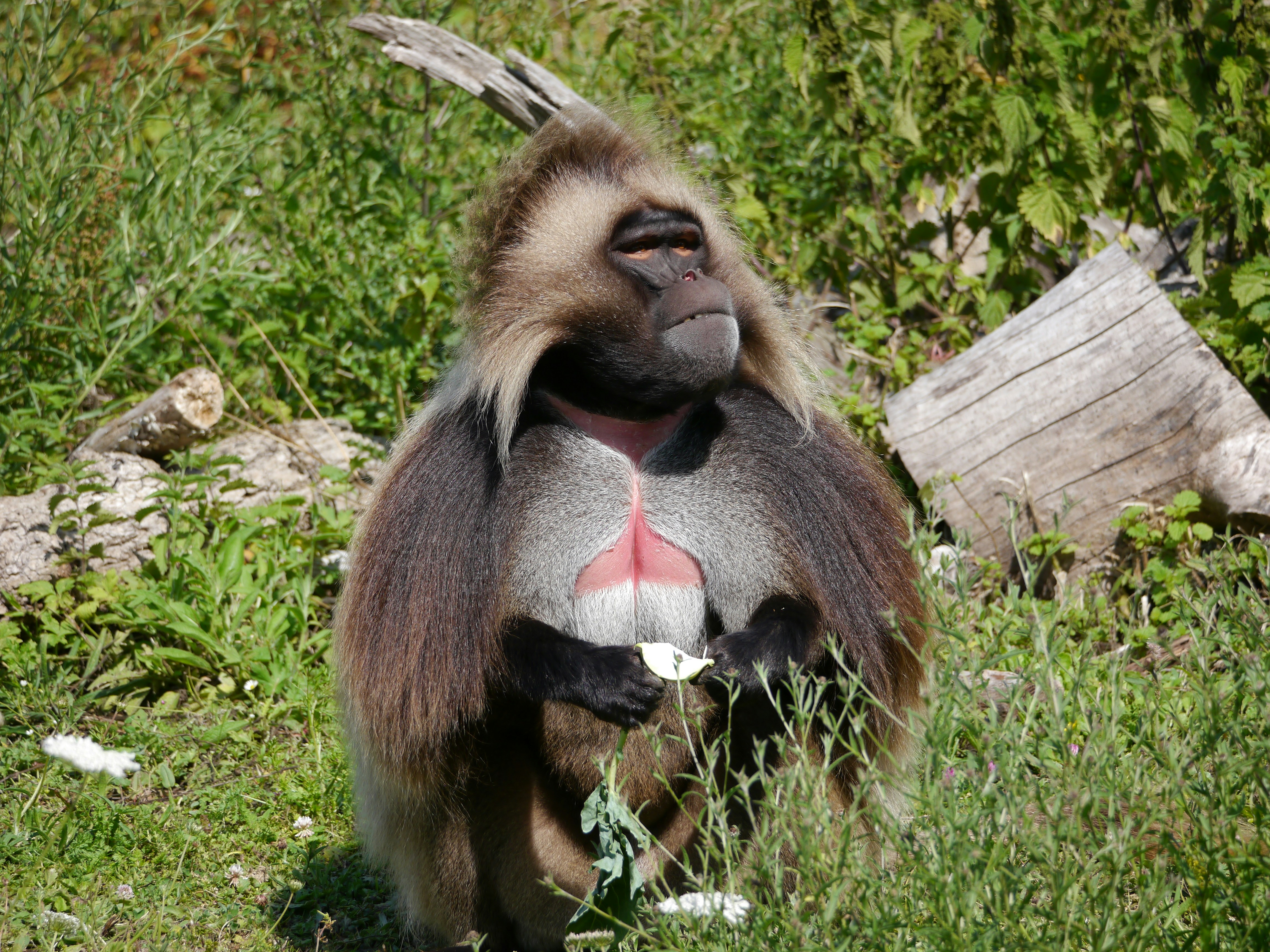 Mandrill Concentration: A Quiet Snack in the Green Understory