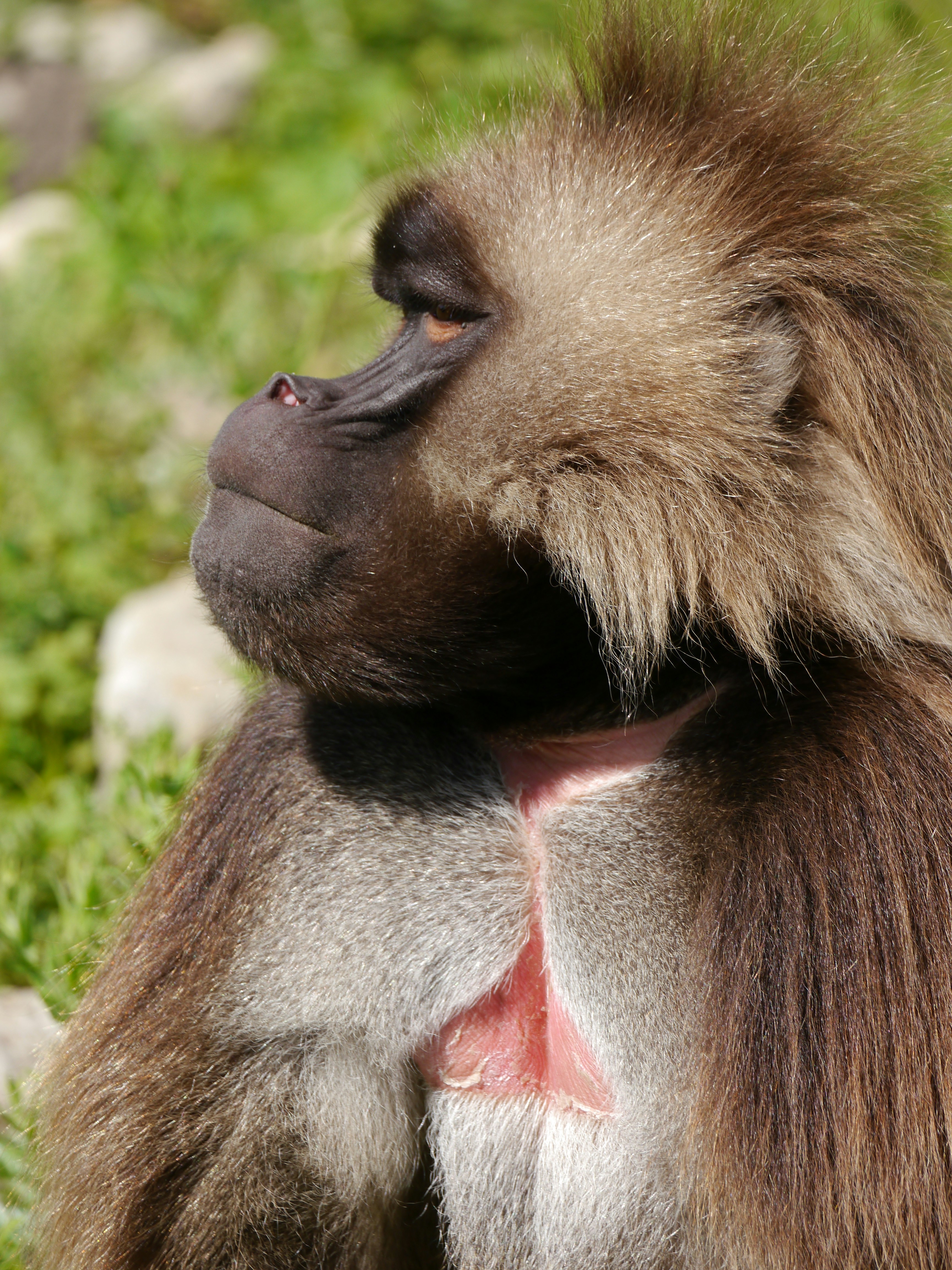 Gelada in Gentle Light: A Side-Profile Portrait Among Grass