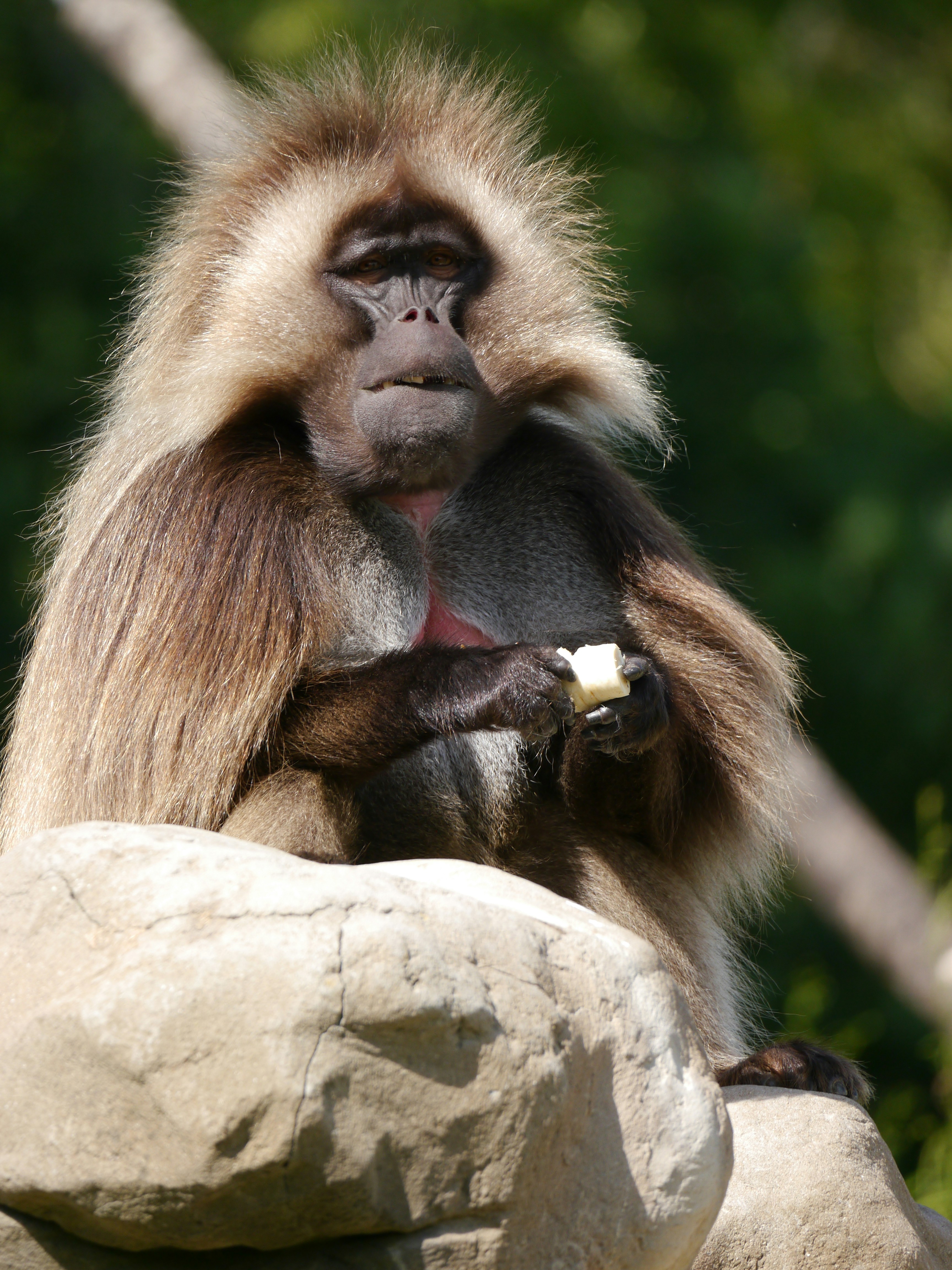 Stone-cracker contemplations: a vigilant gelada savoring a snack atop the rocks
