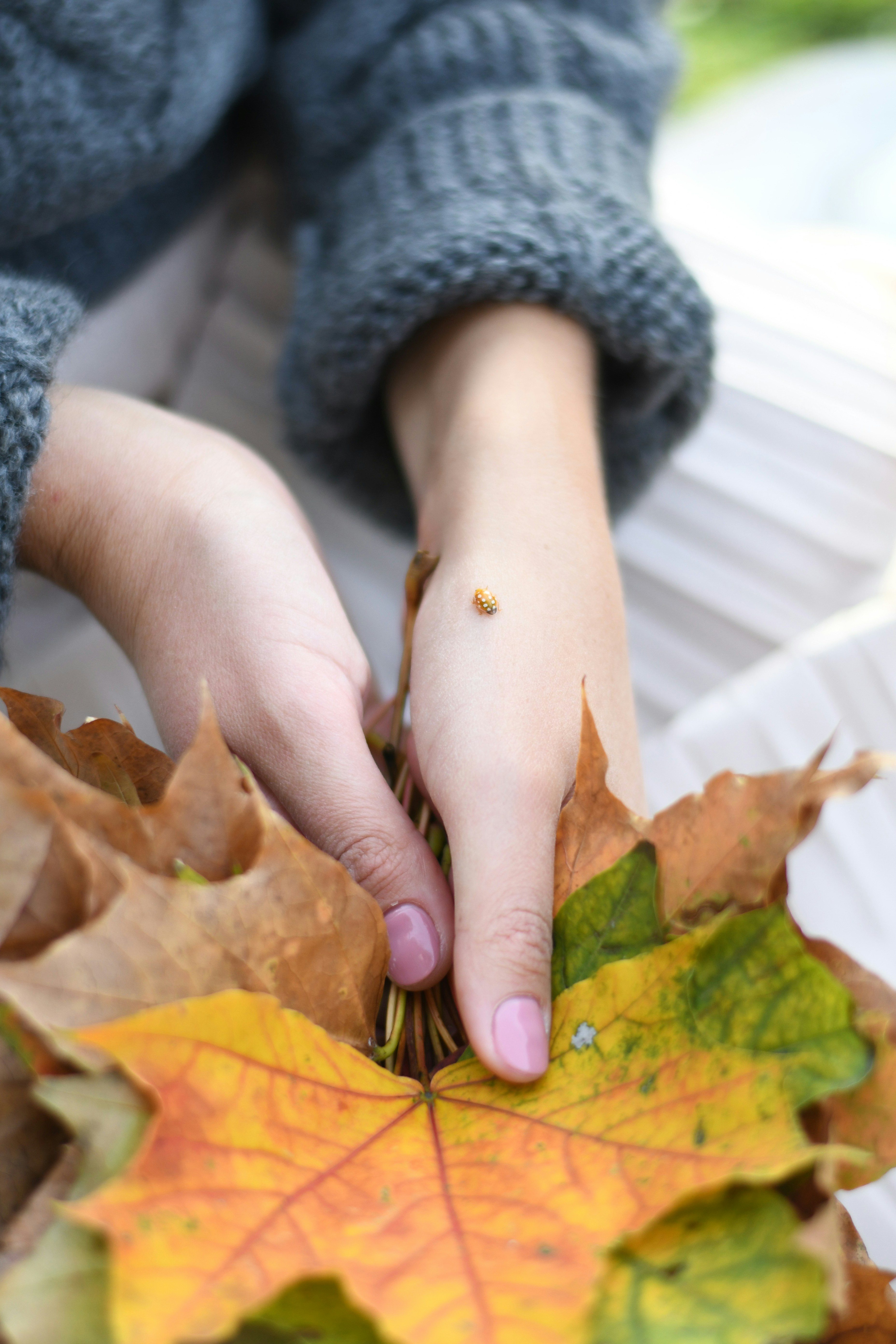 Cradle of Color: A Maple Leaf Held by Gentle Hands