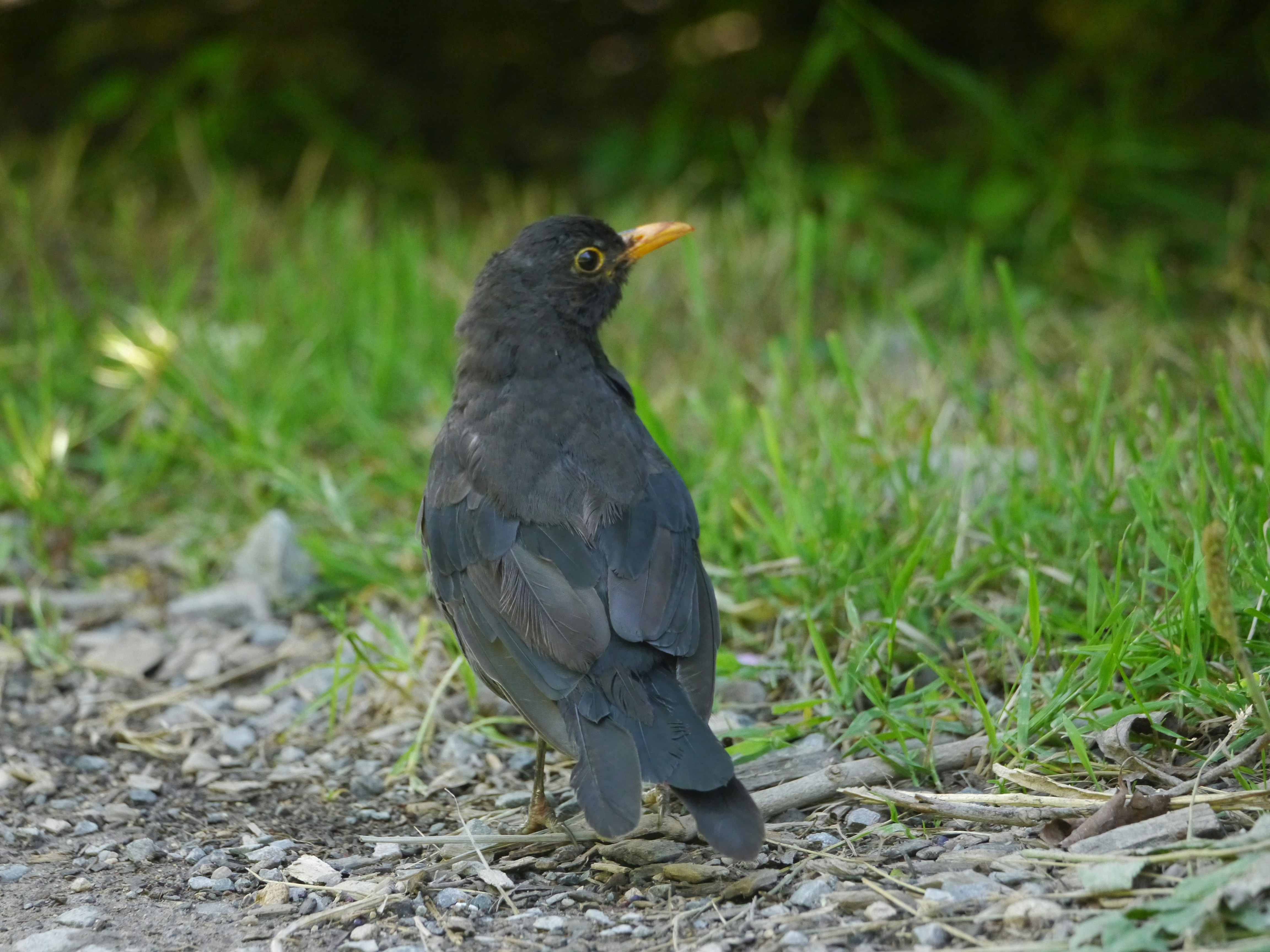 A photograph of a dark-feathered blackbird with an orange beak standing on a gravel path at the edge of grass. The scene captures a natural moment as the bird surveys its surroundings.