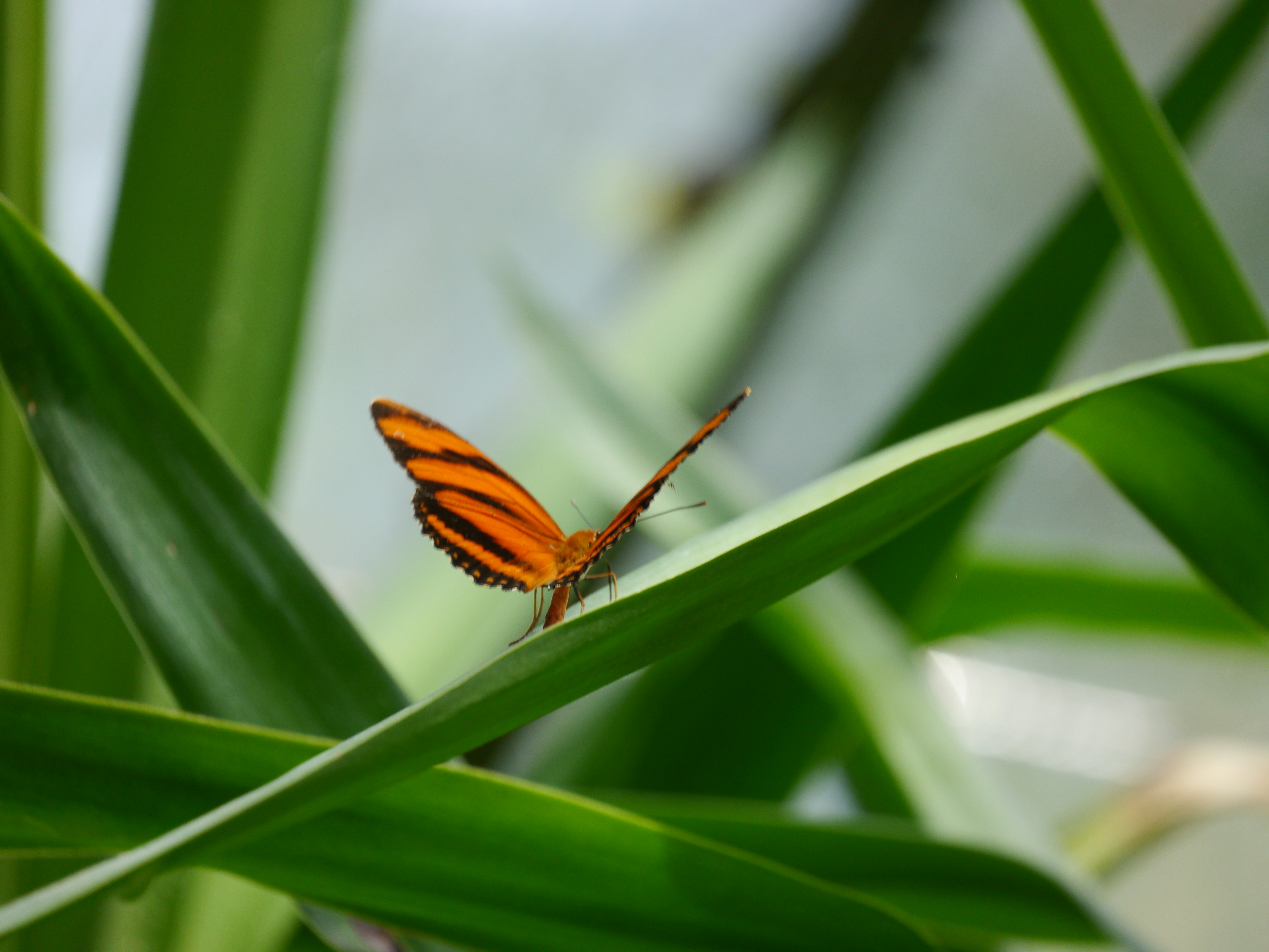 Copper-Winged Butterfly on a Verdant Blade: a Quiet Macro Moment