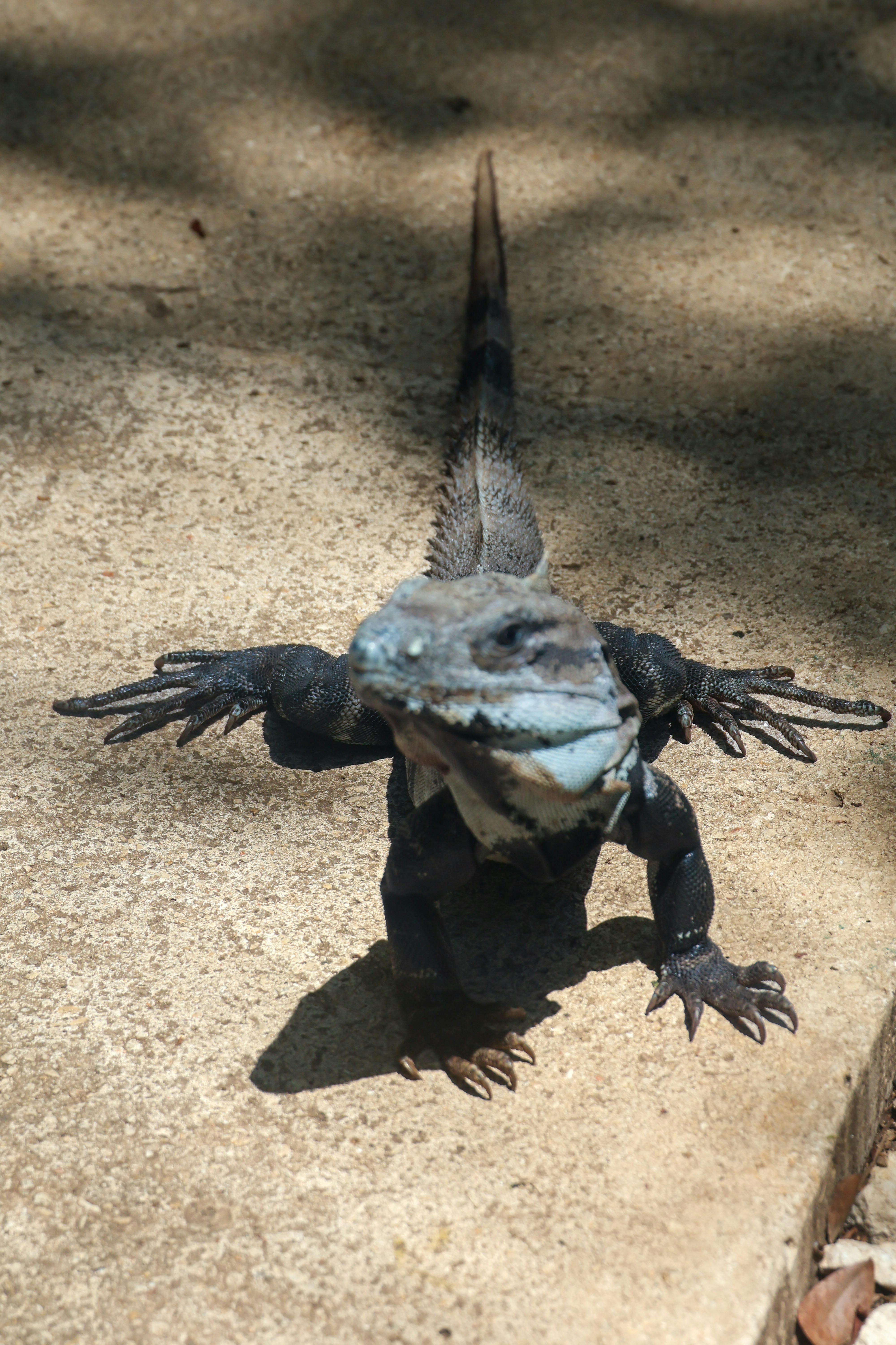 Concrete Standoff: Close-Up of a Black Dragon Monitor with Limbs Outstretched