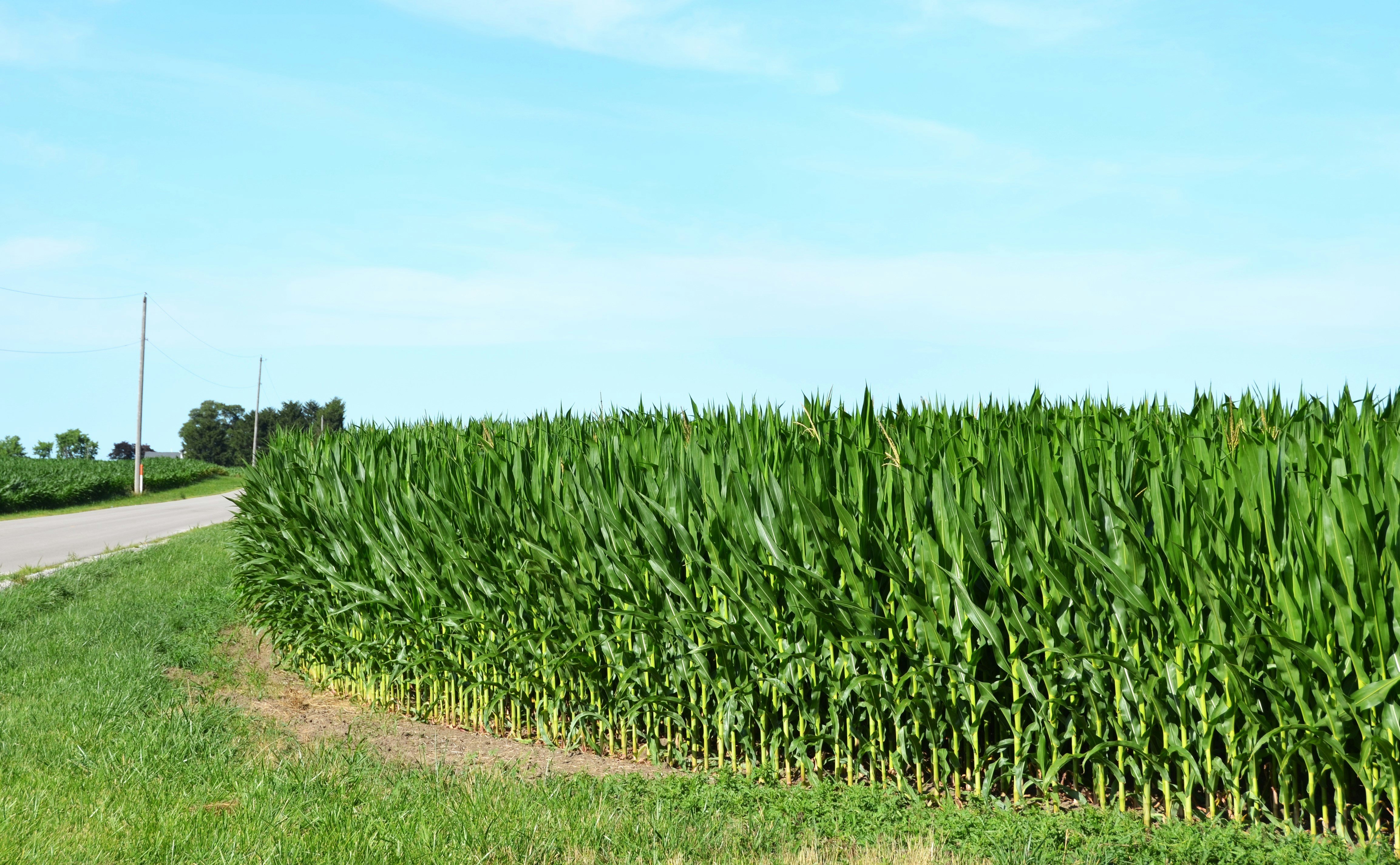 A field of green corn next to a road photo – Free Corn field Image on ...