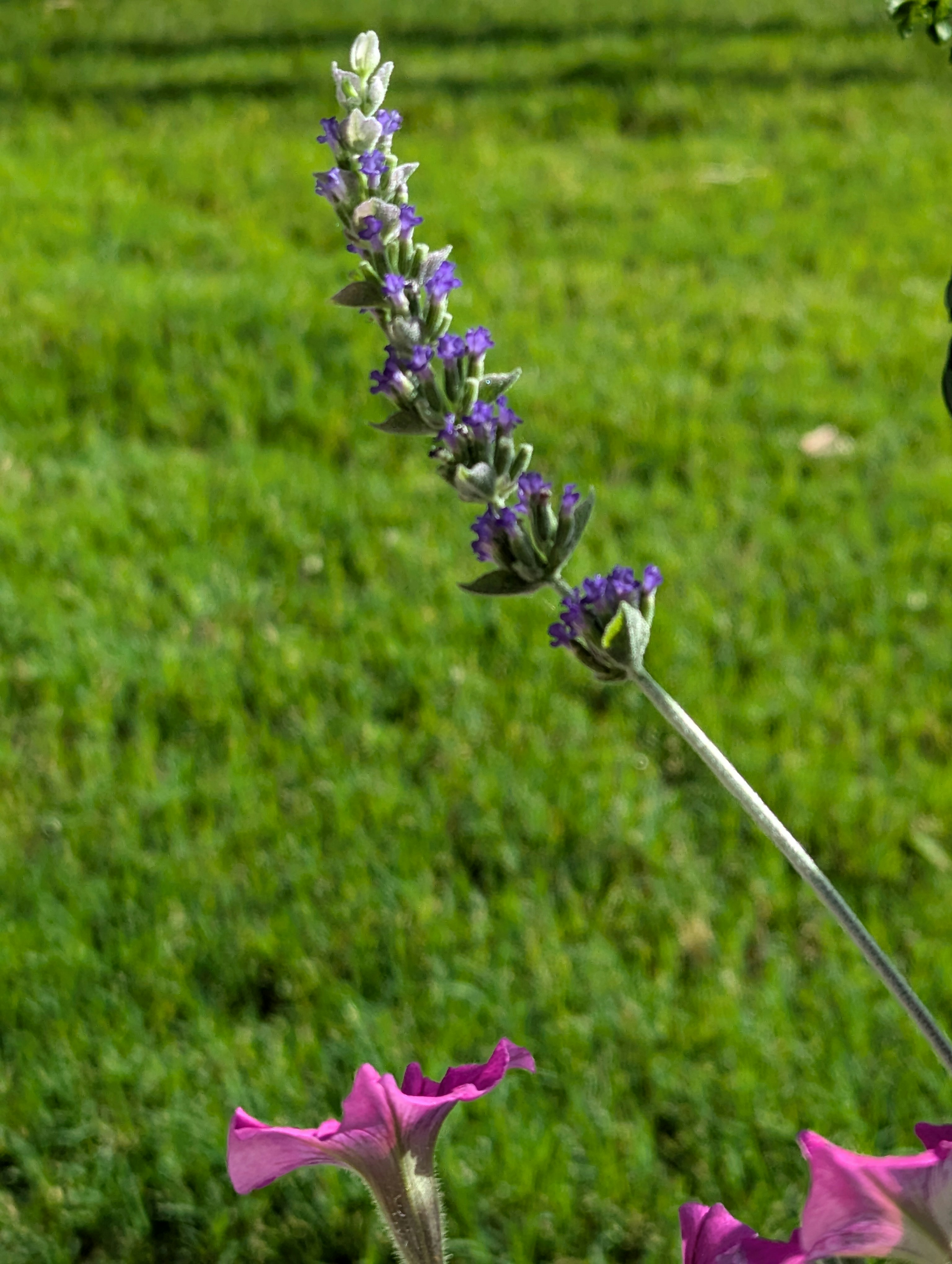 A Diagonal Lavender Spike Reaches Across a Sunlit Lawn