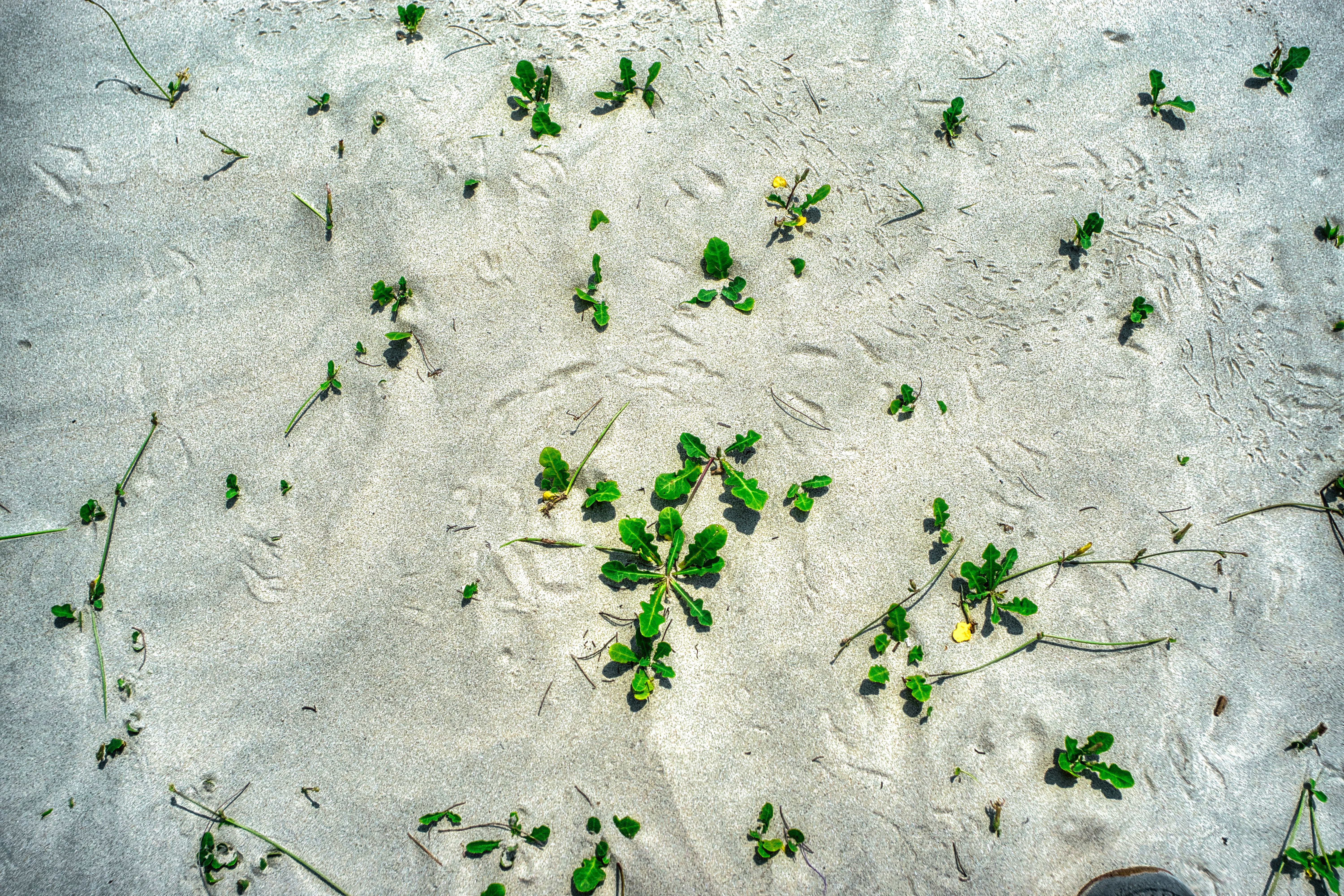 Clover Sprigs on Sun-Bleached Sand: A Quiet Micro-Landscape
