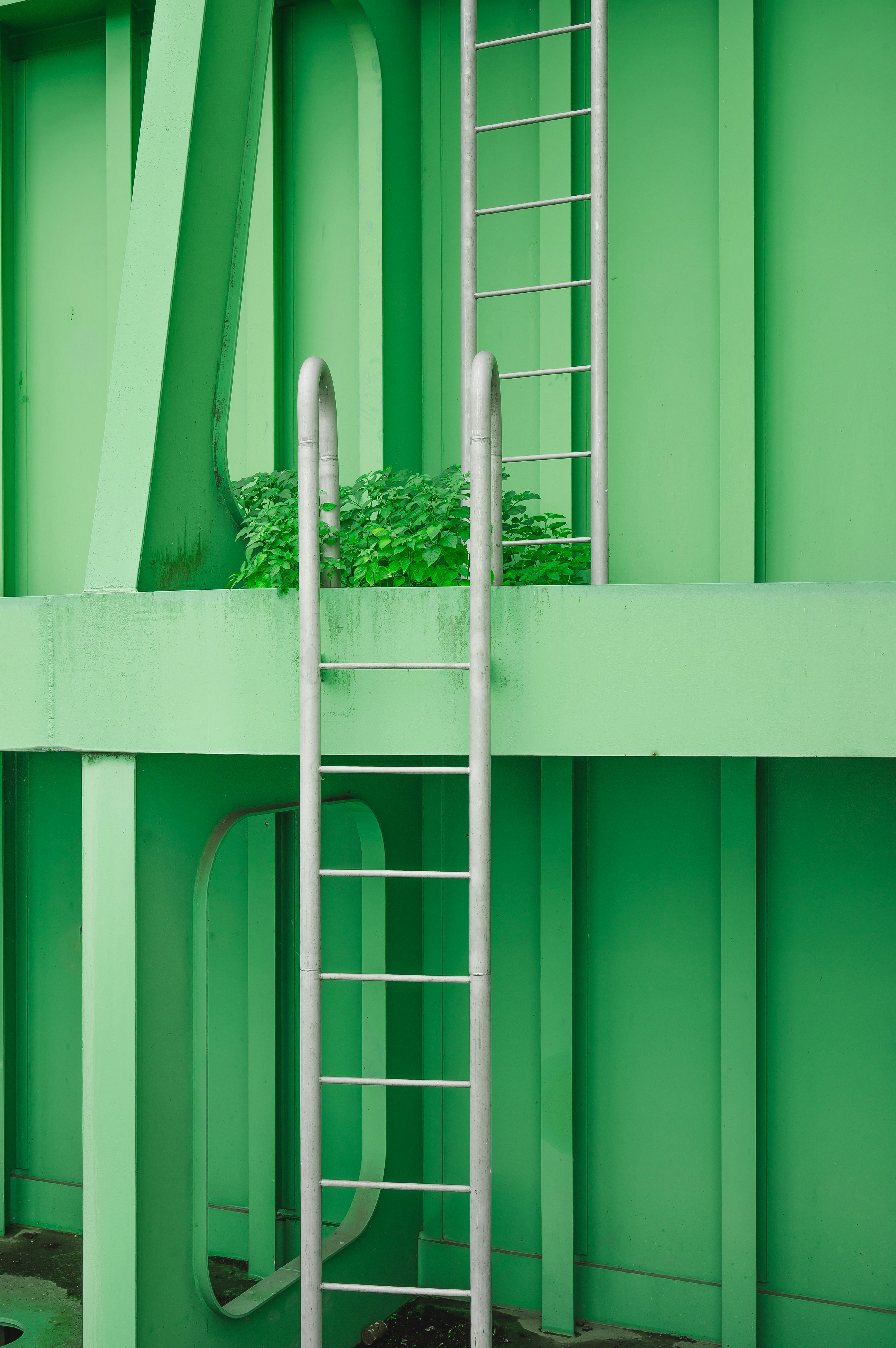 Emerald Ladder Against a Verdant Metal Facade