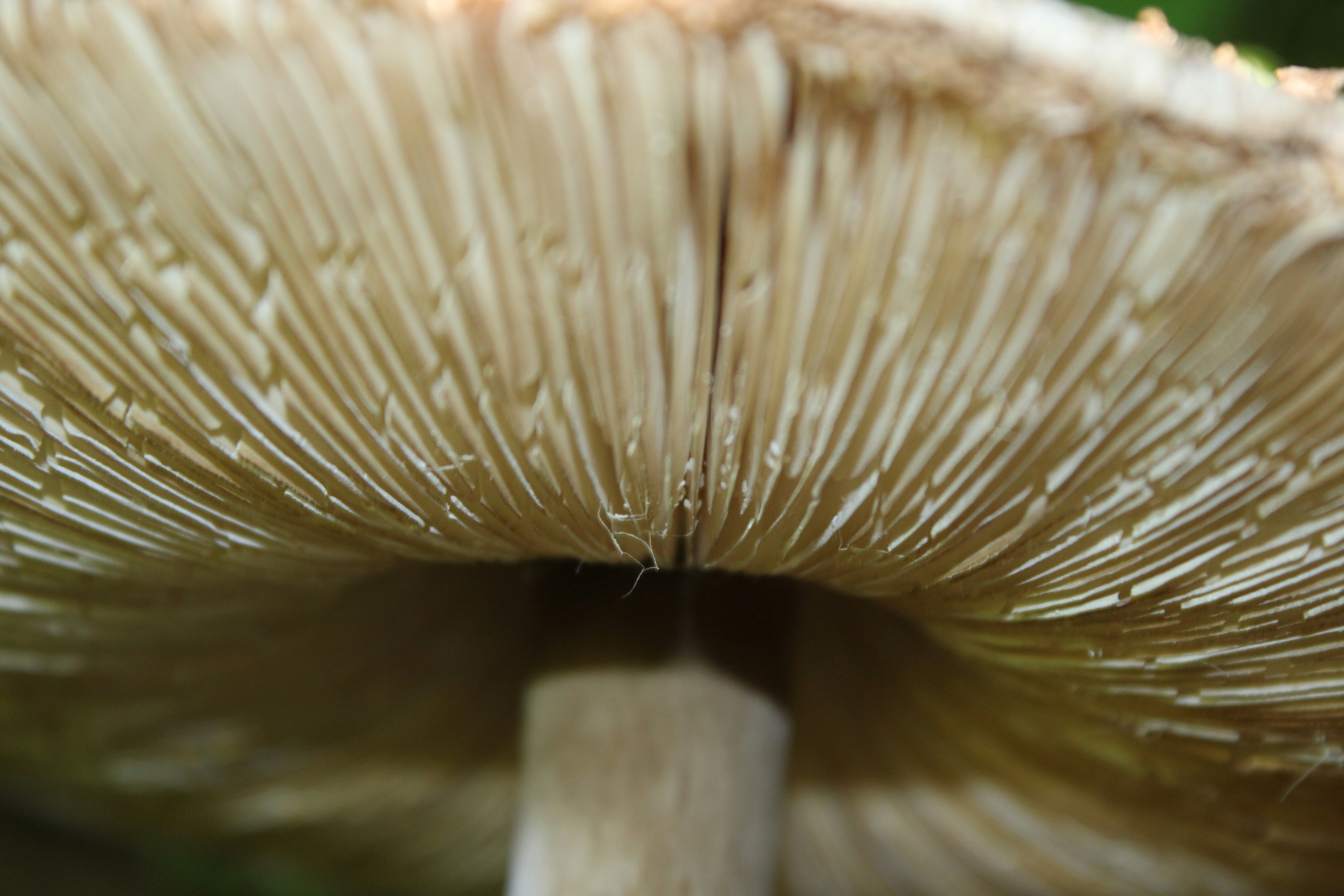 Photo by Joseph Wiley with Canon EOS 2000D