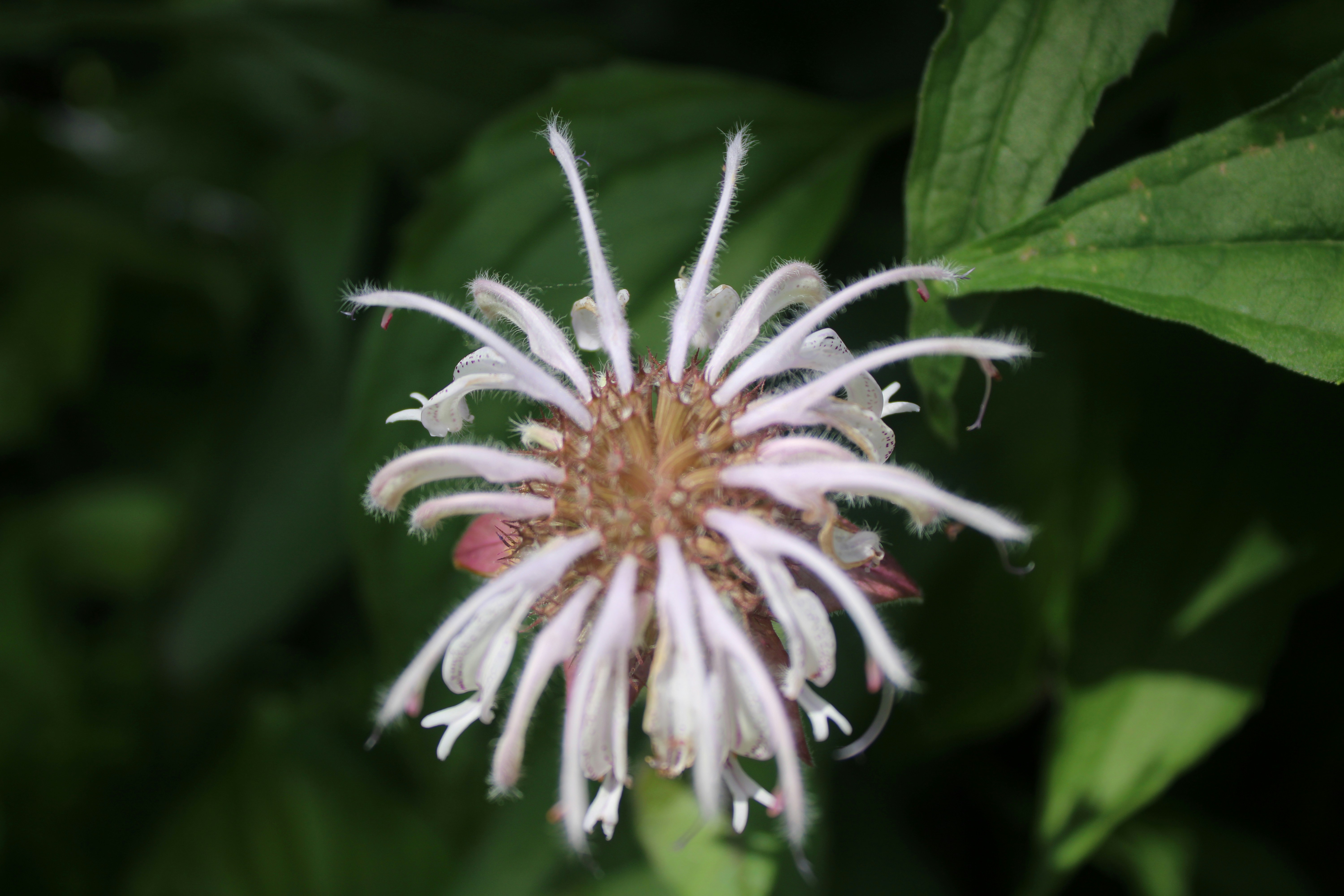 Wispy Petal Starburst: White Bloom Surrounded by Velvet Green
