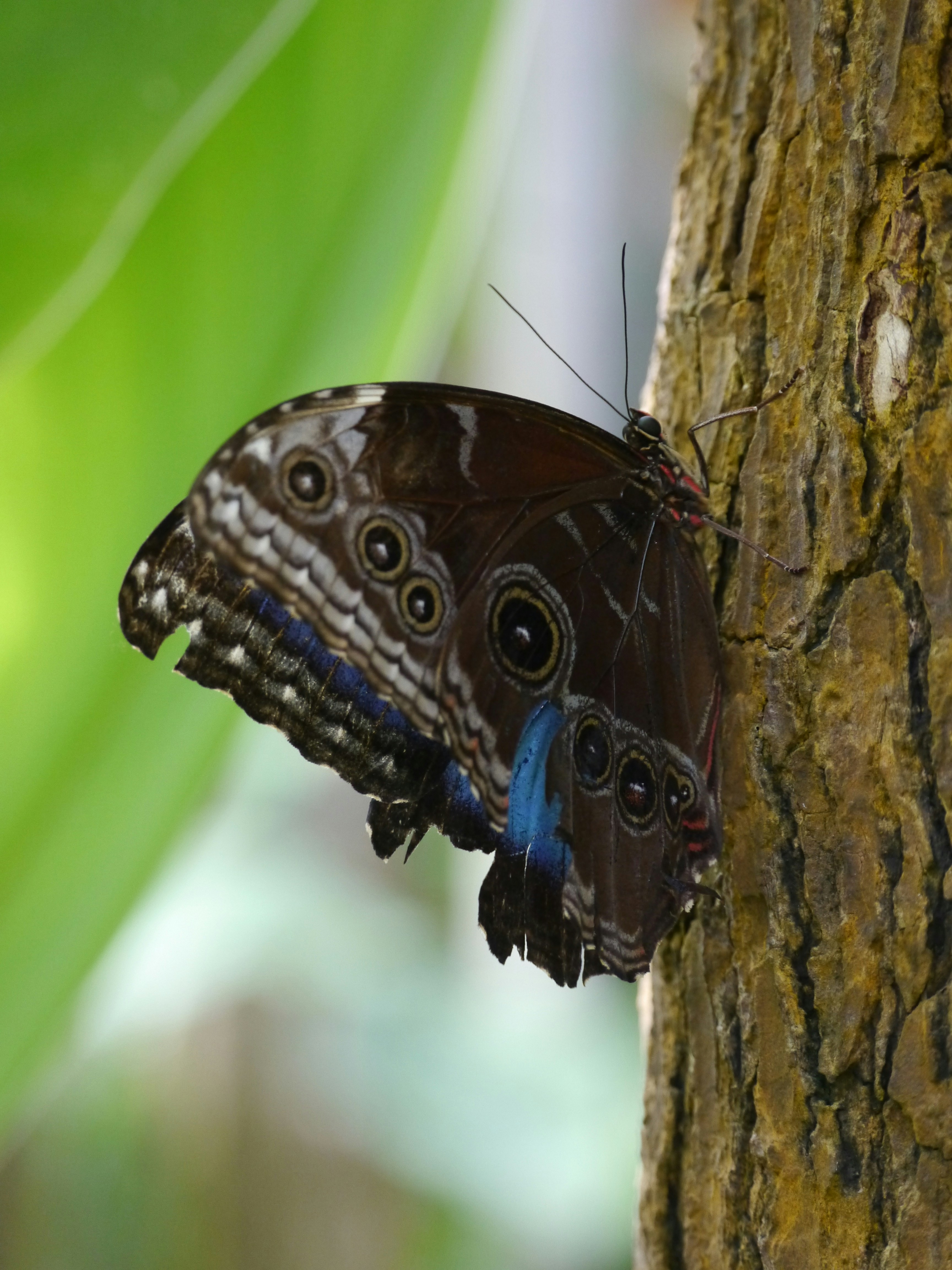 Eye-Spot Butterfly Resting on Textured Bark