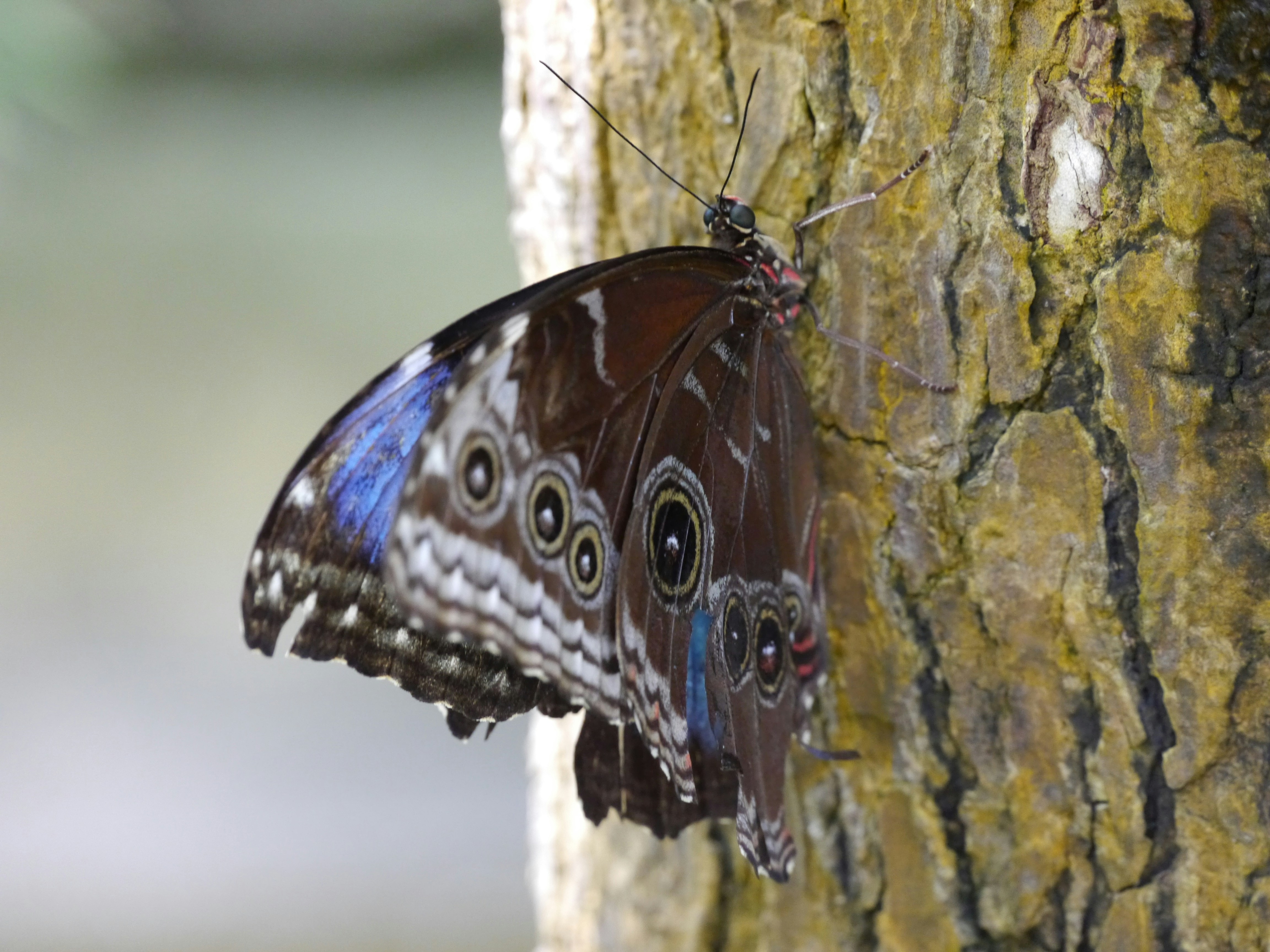 Eye-Spotted Butterfly on Weathered Bark