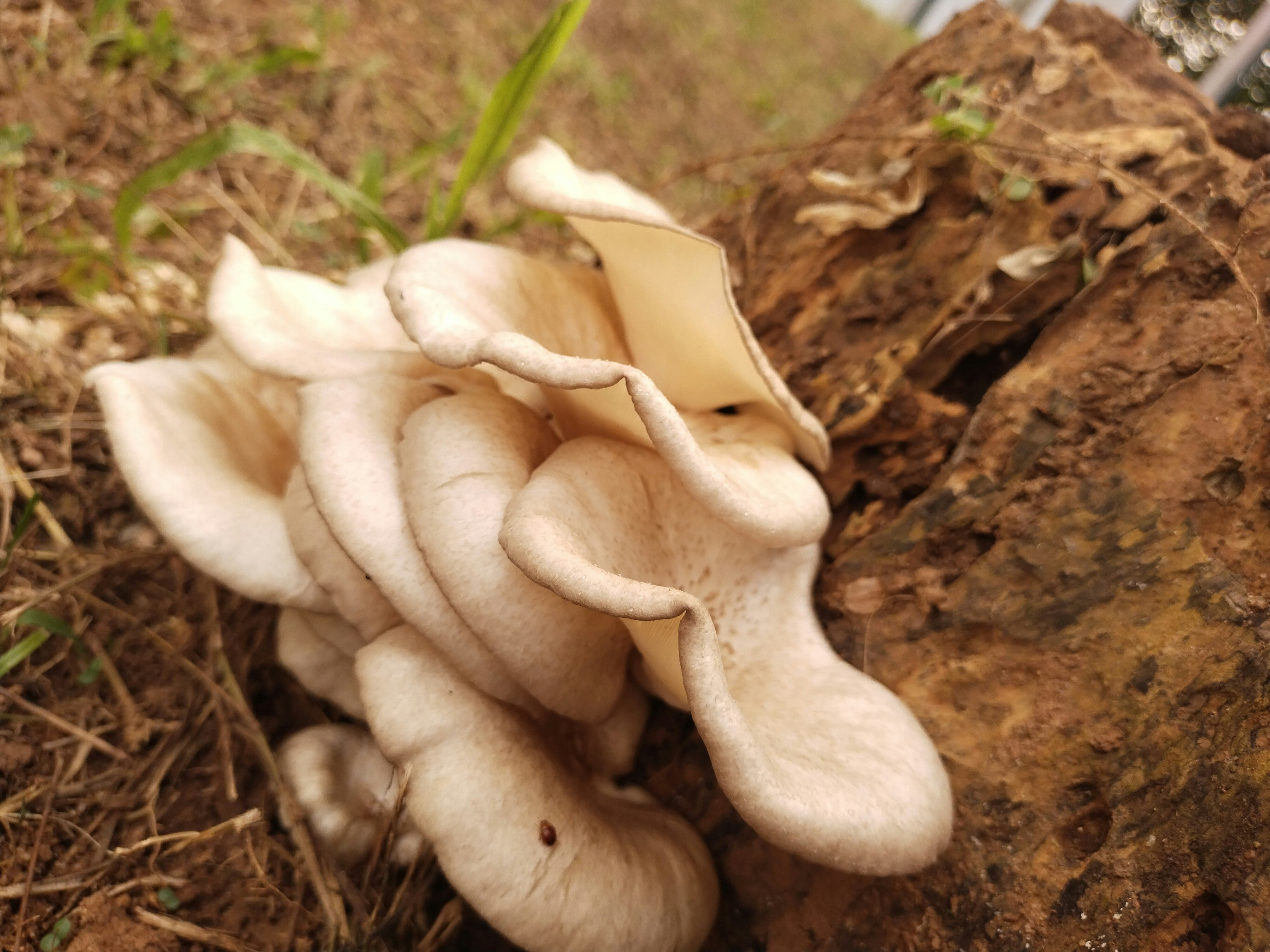 Photo by sarath kumar sark with Vivo Y51