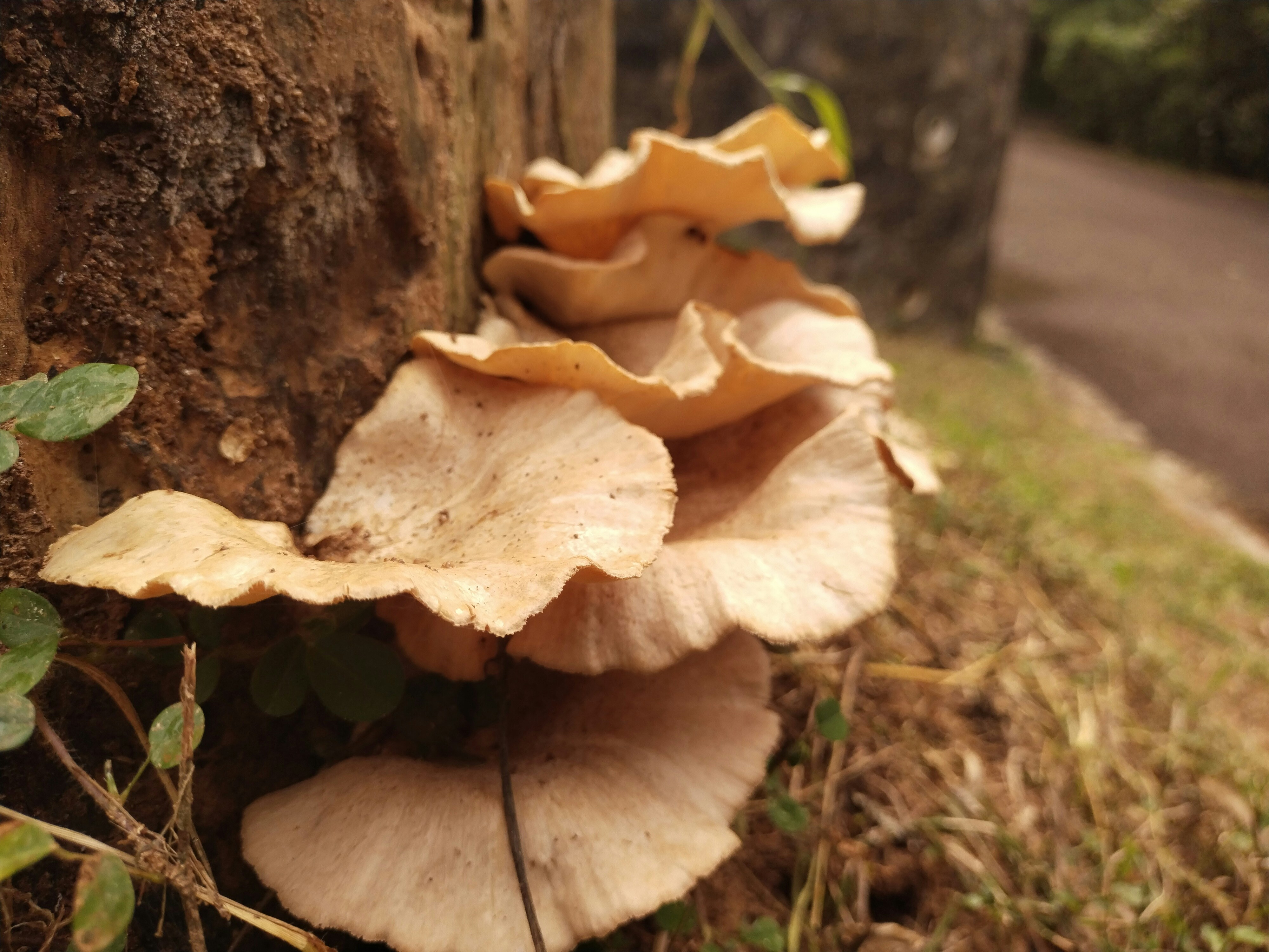 Photo by sarath kumar sark with Vivo Y51