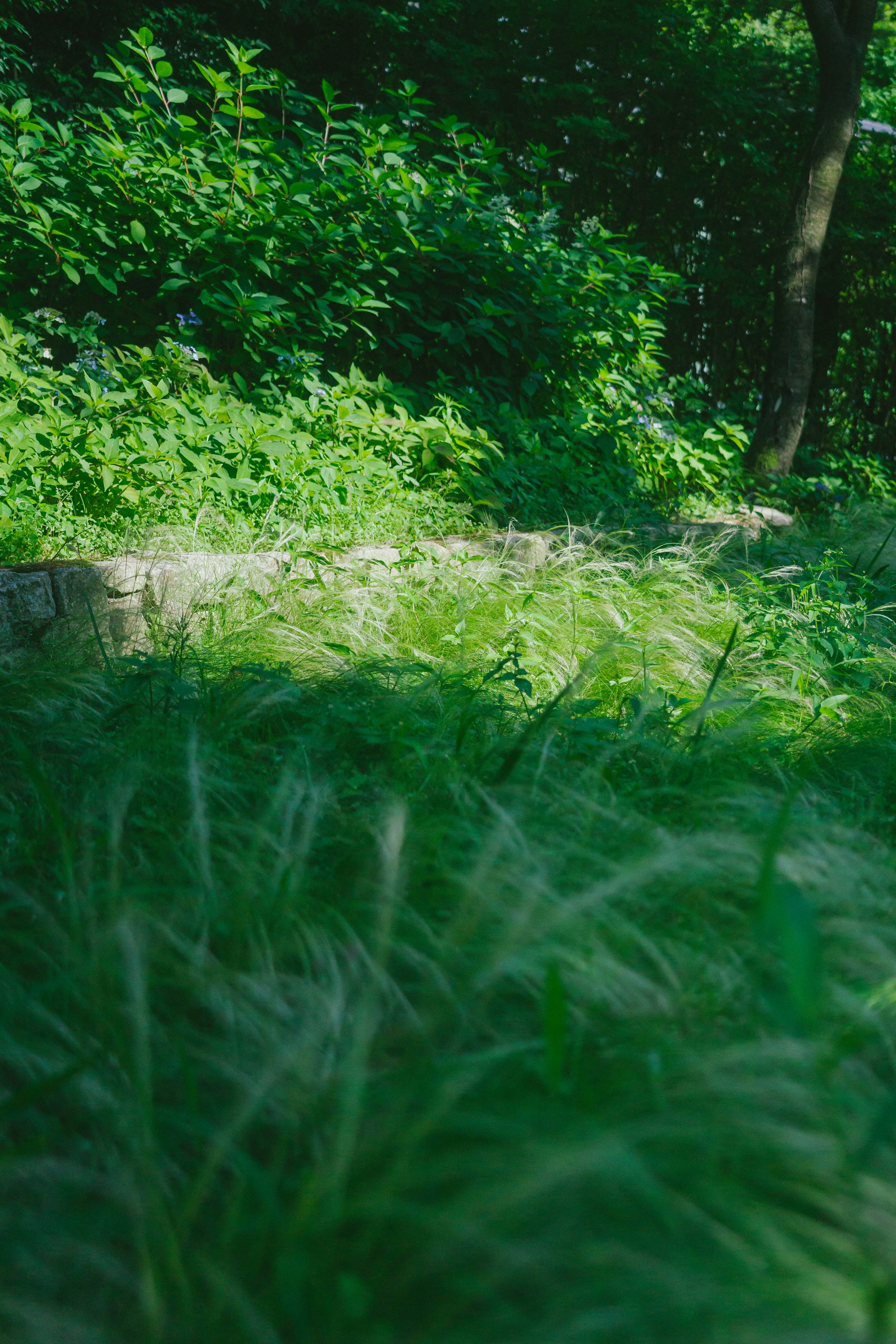 Photo by WS Chae with Sony Alpha 7 II