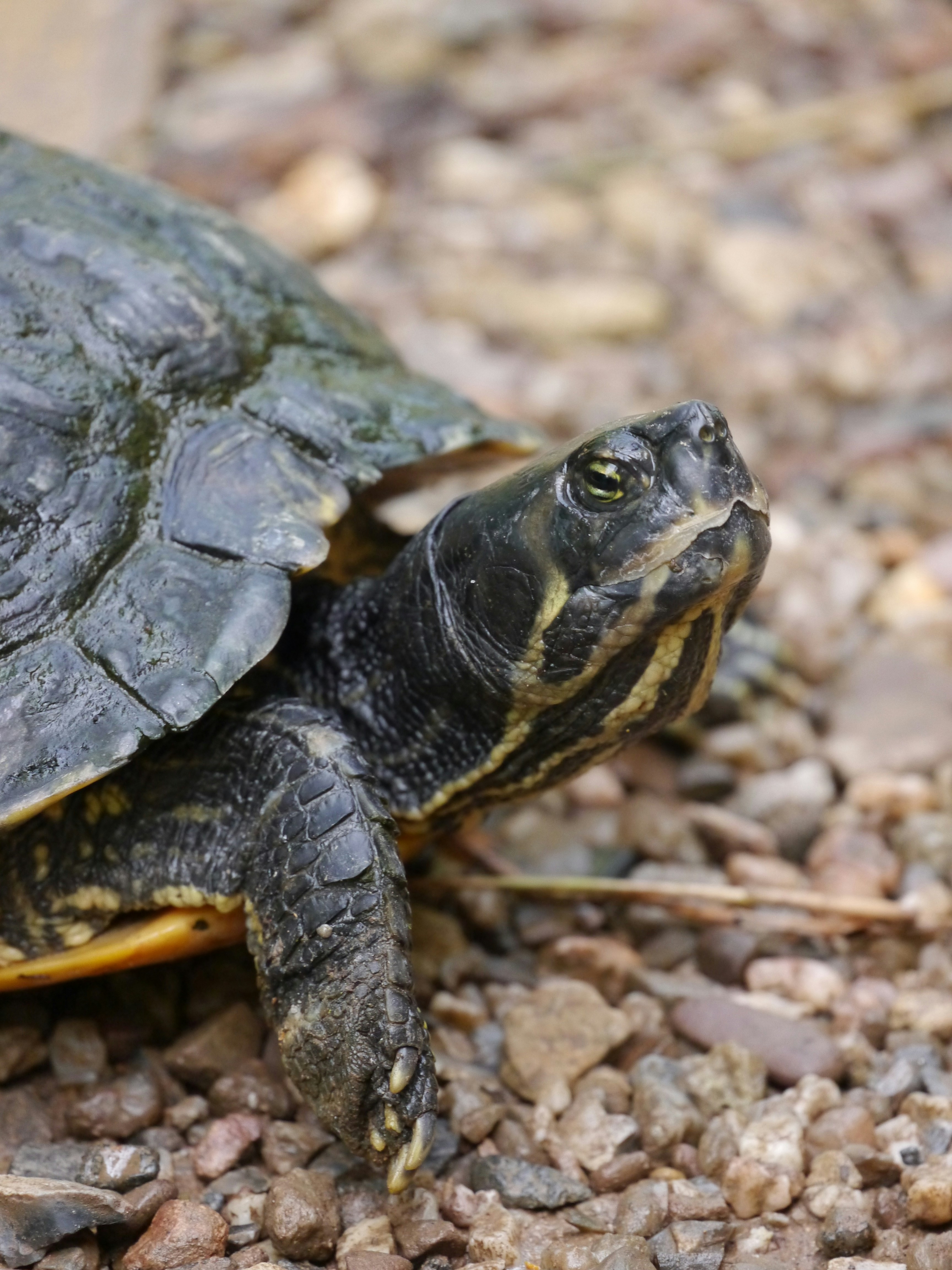 A close up of a turtle on a gravel ground photo – Free Reptile Image on ...