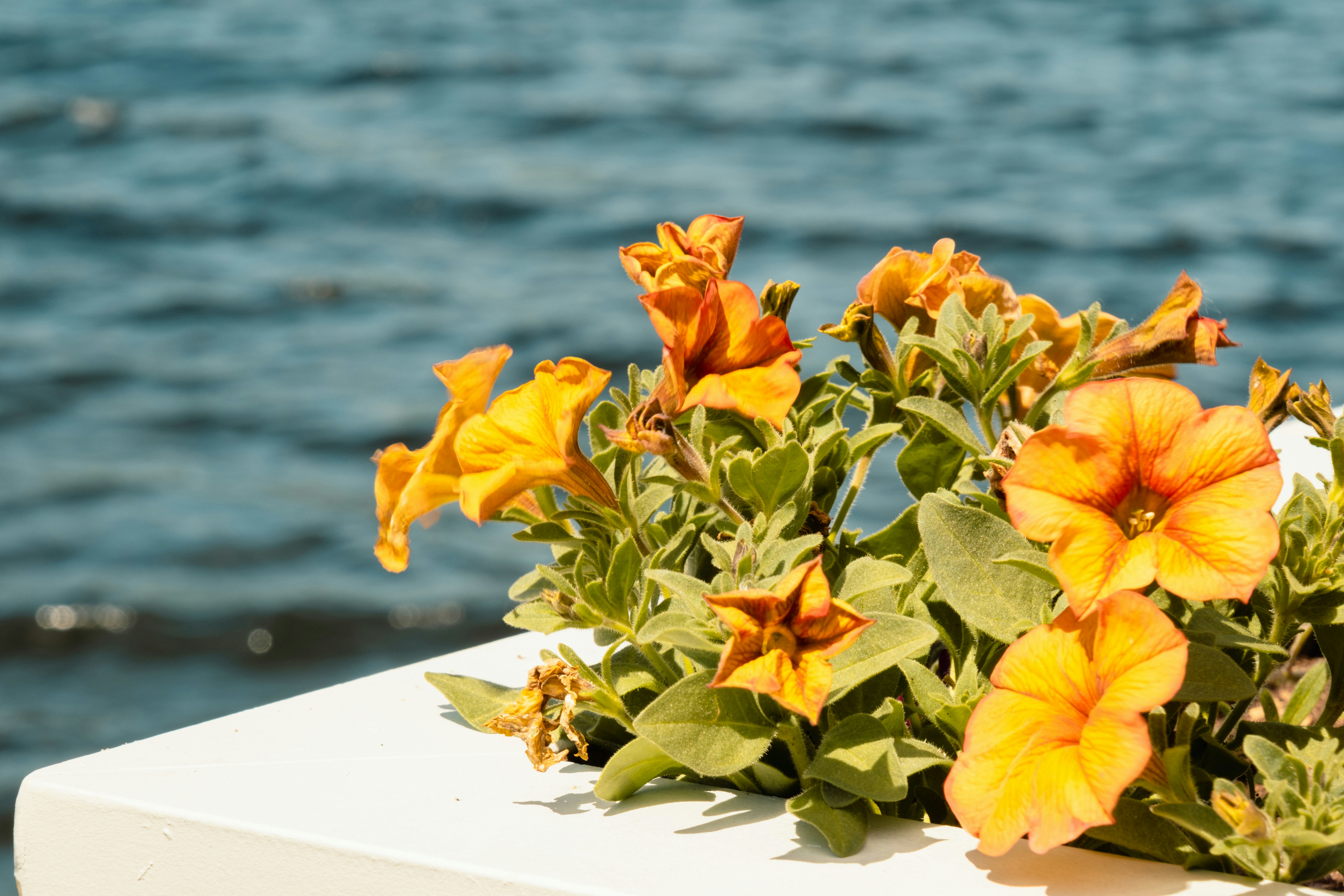 Vibrant orange flowers basking in sunlight beside a shimmering blue lake.