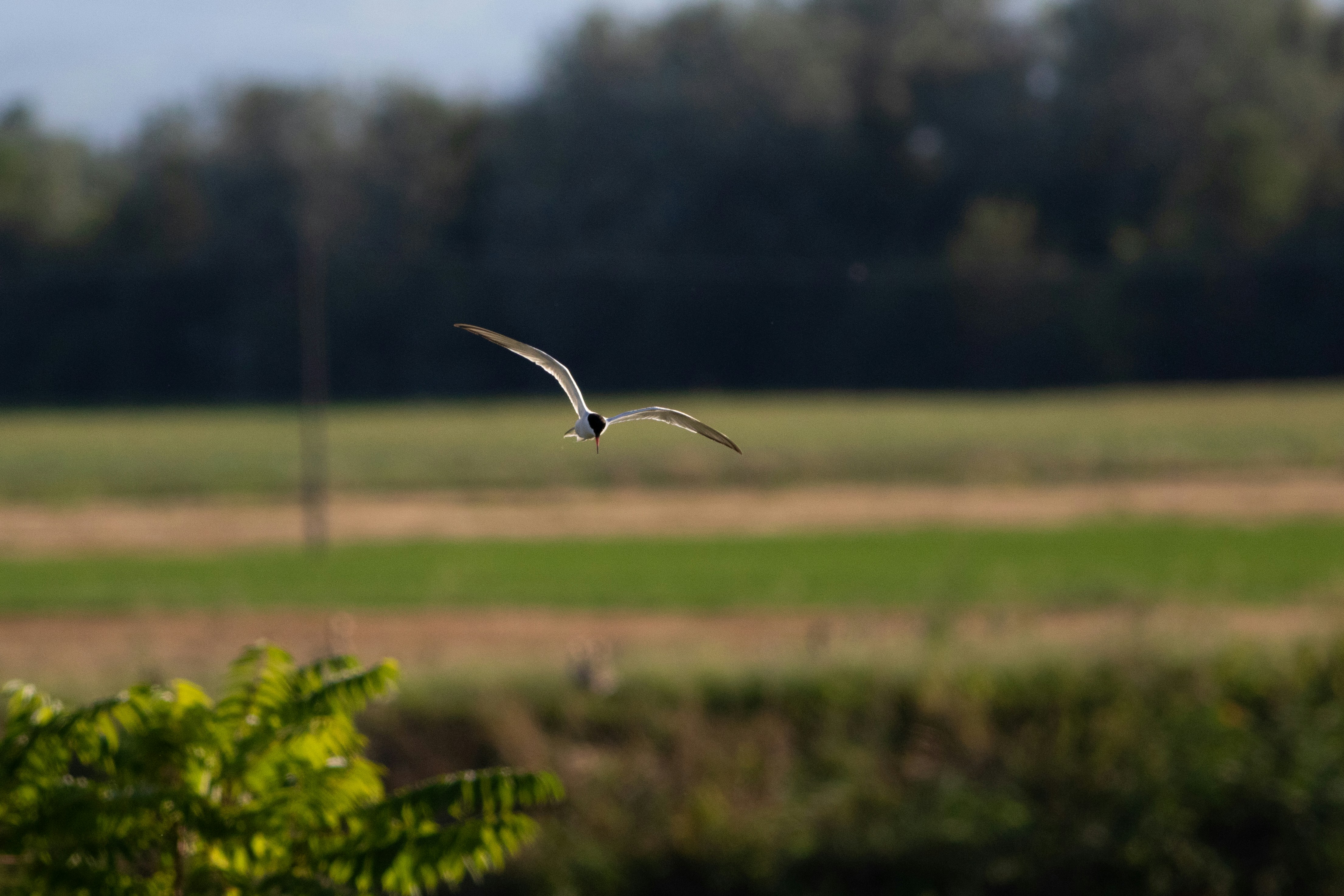 Wings Over the Meadow: A Lone Seabird's Quiet Crossing