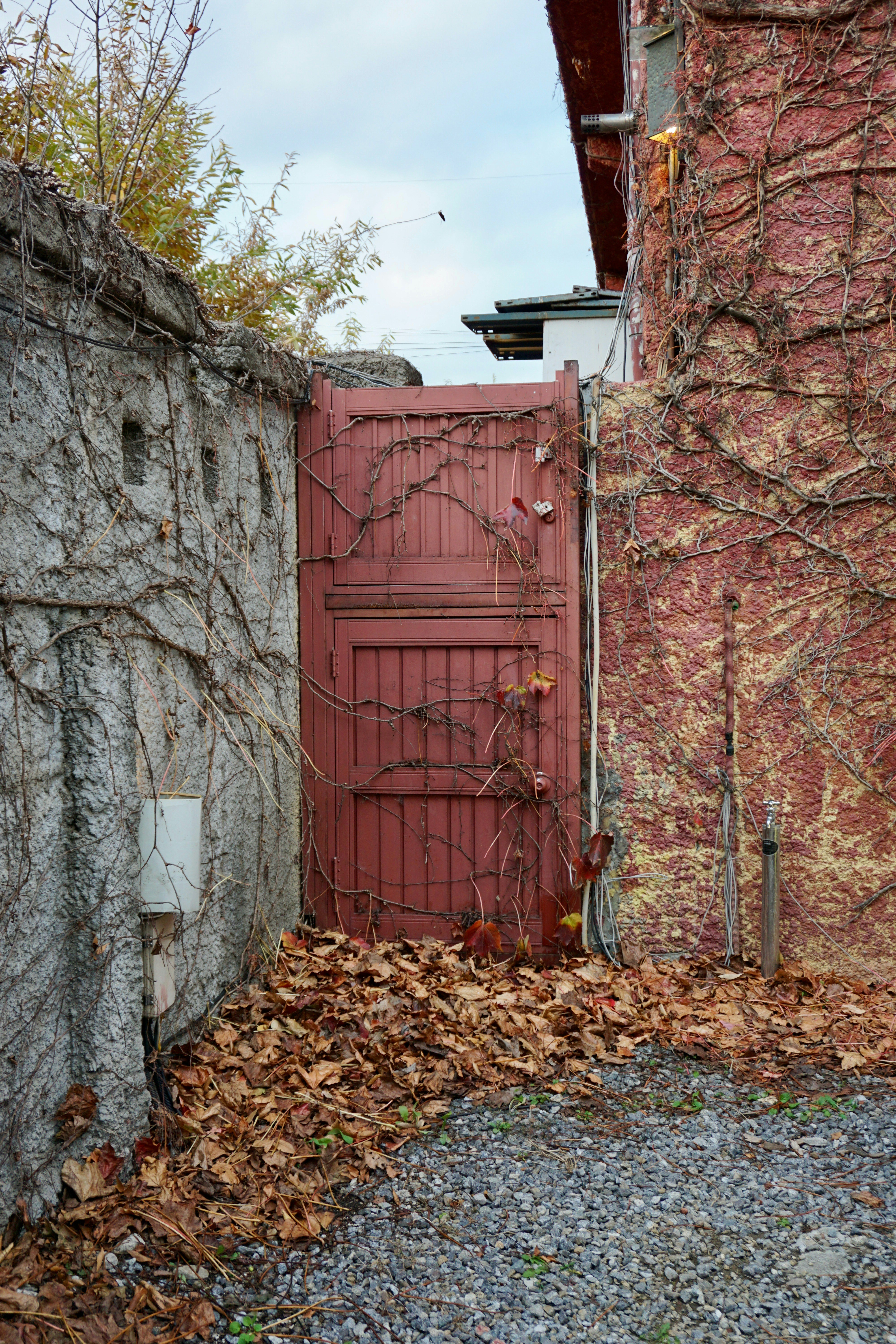 Red Gate at the End of a Vine-Wrapped Alley