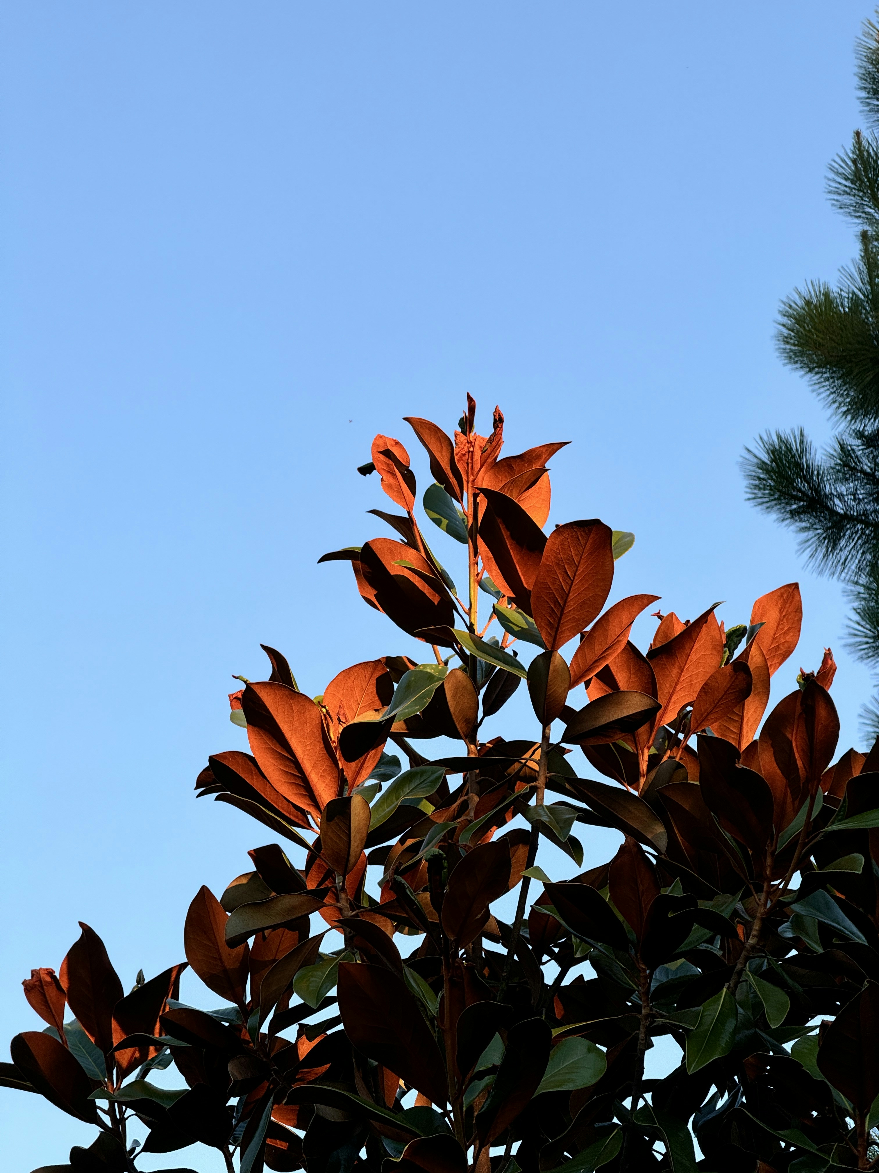 Crimson Canopy Framing an Azure Expanse