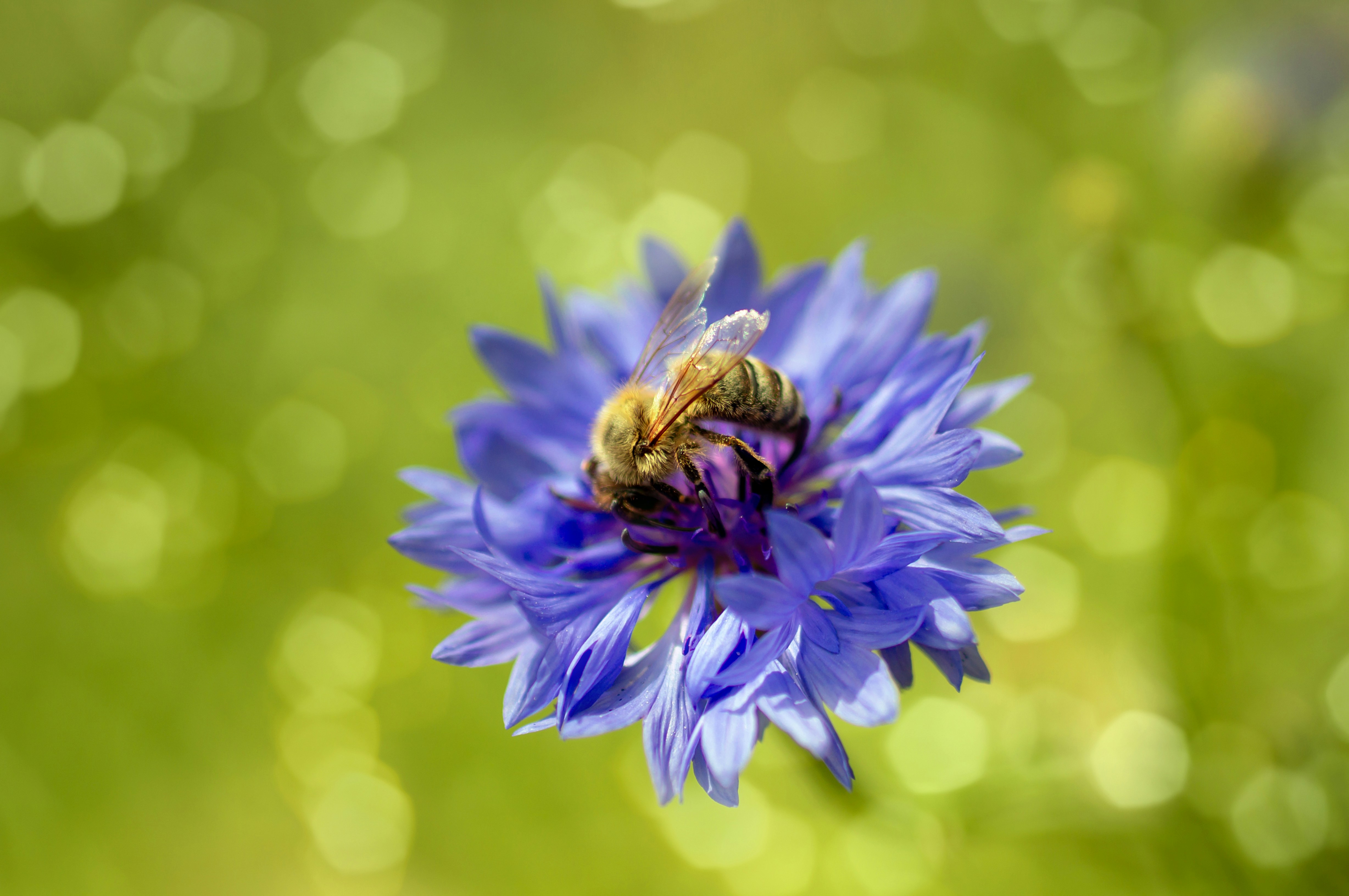 A blue flower with a bee on it photo – Free Bee Image on Unsplash