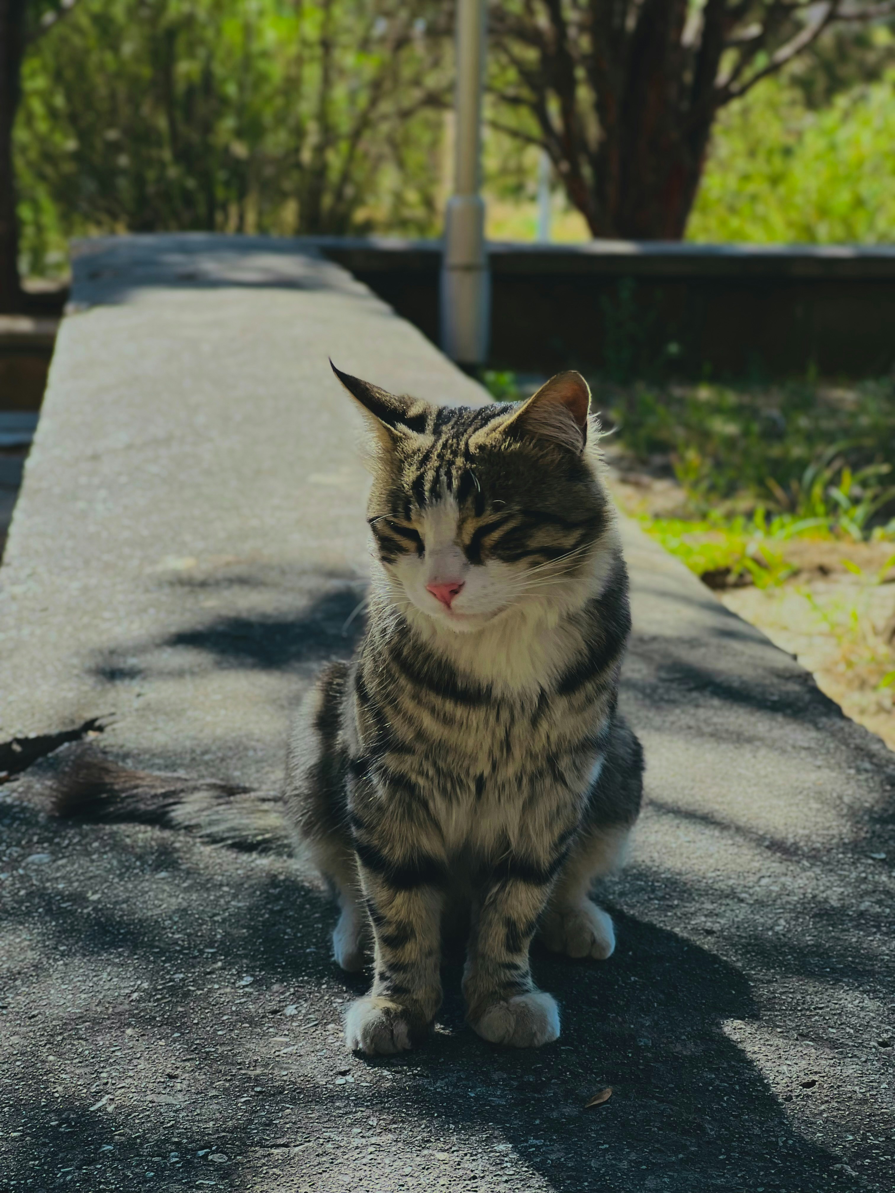 Sunlit Cat on a Park Bypass
