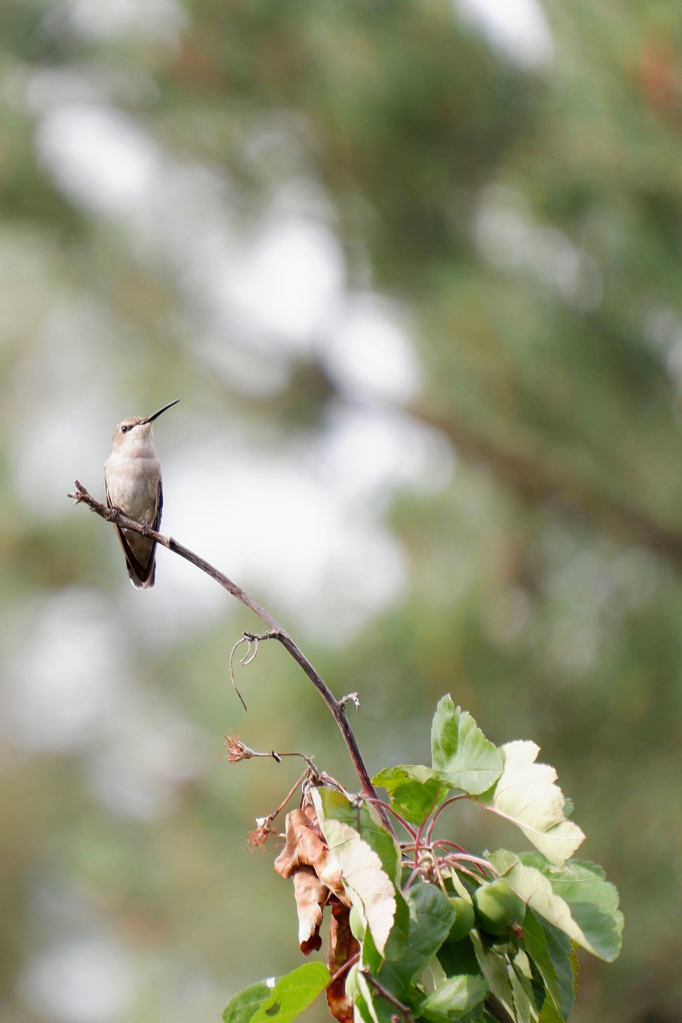 Dainty Hummingbird on a Winding Twig Amid Soft Green Bokeh