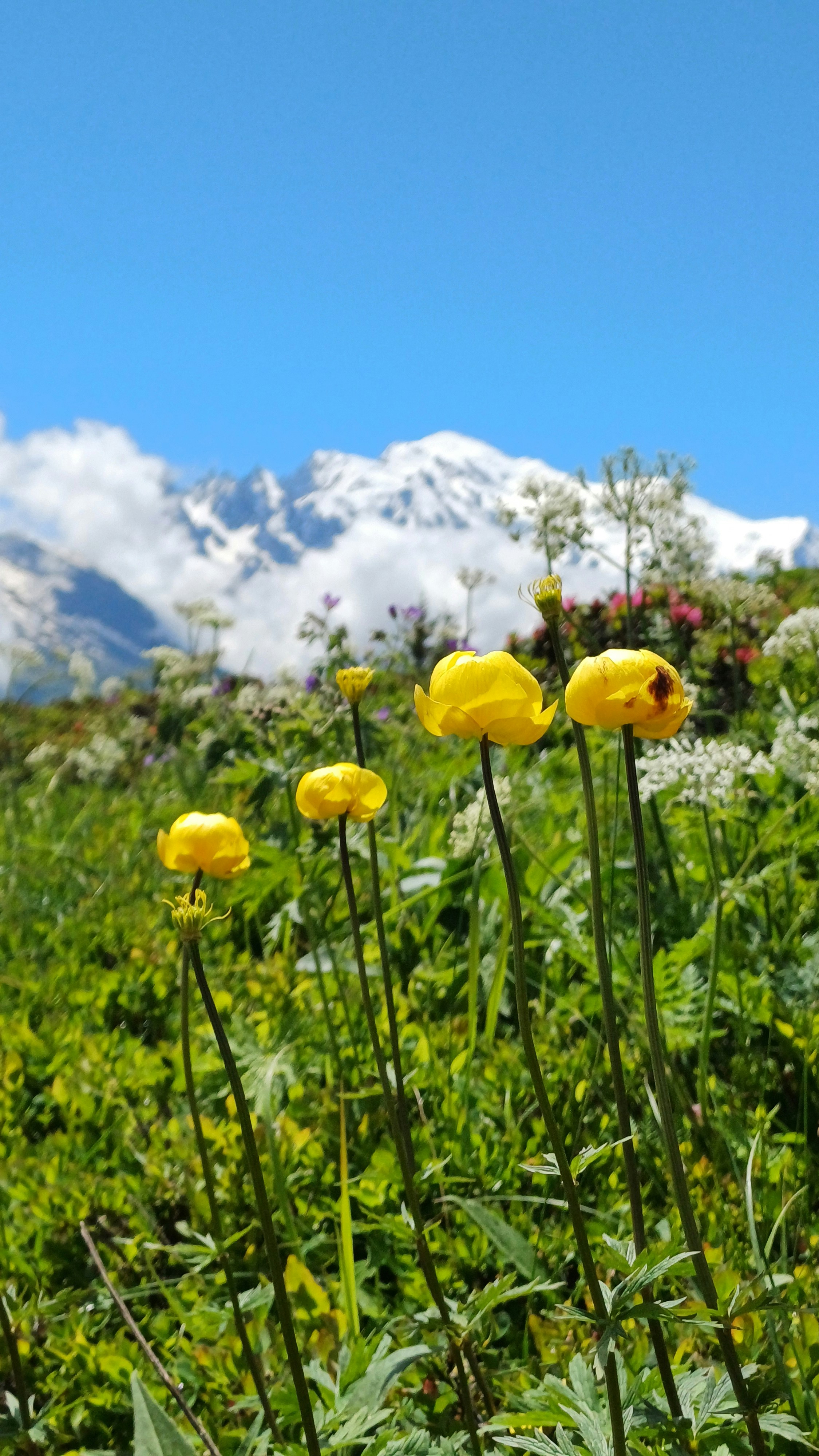 Golden Stems in a Sunlit Alpine Meadow Beneath Snowbound Peaks