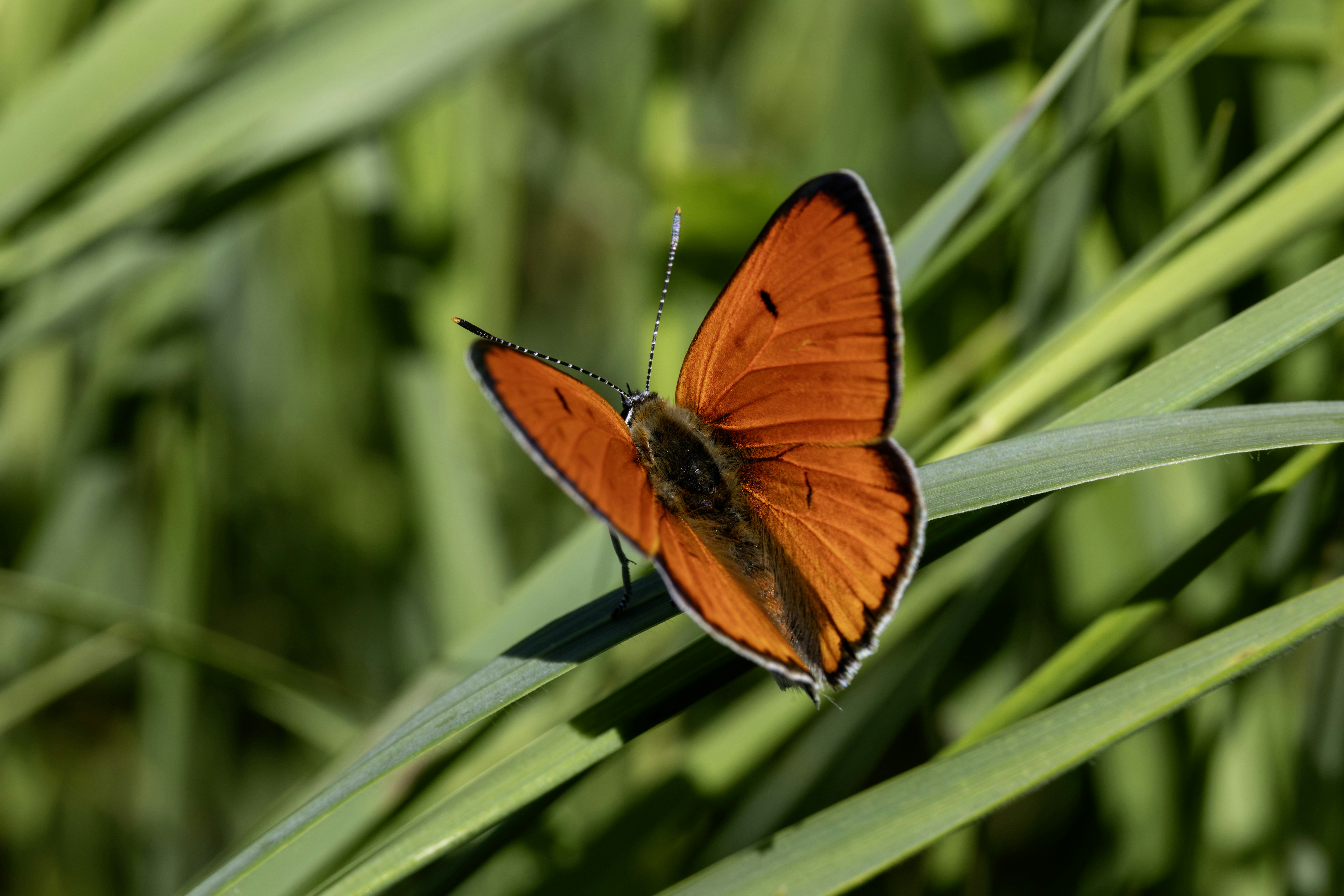 A small orange butterfly sitting on a blade of grass photo – Free ...