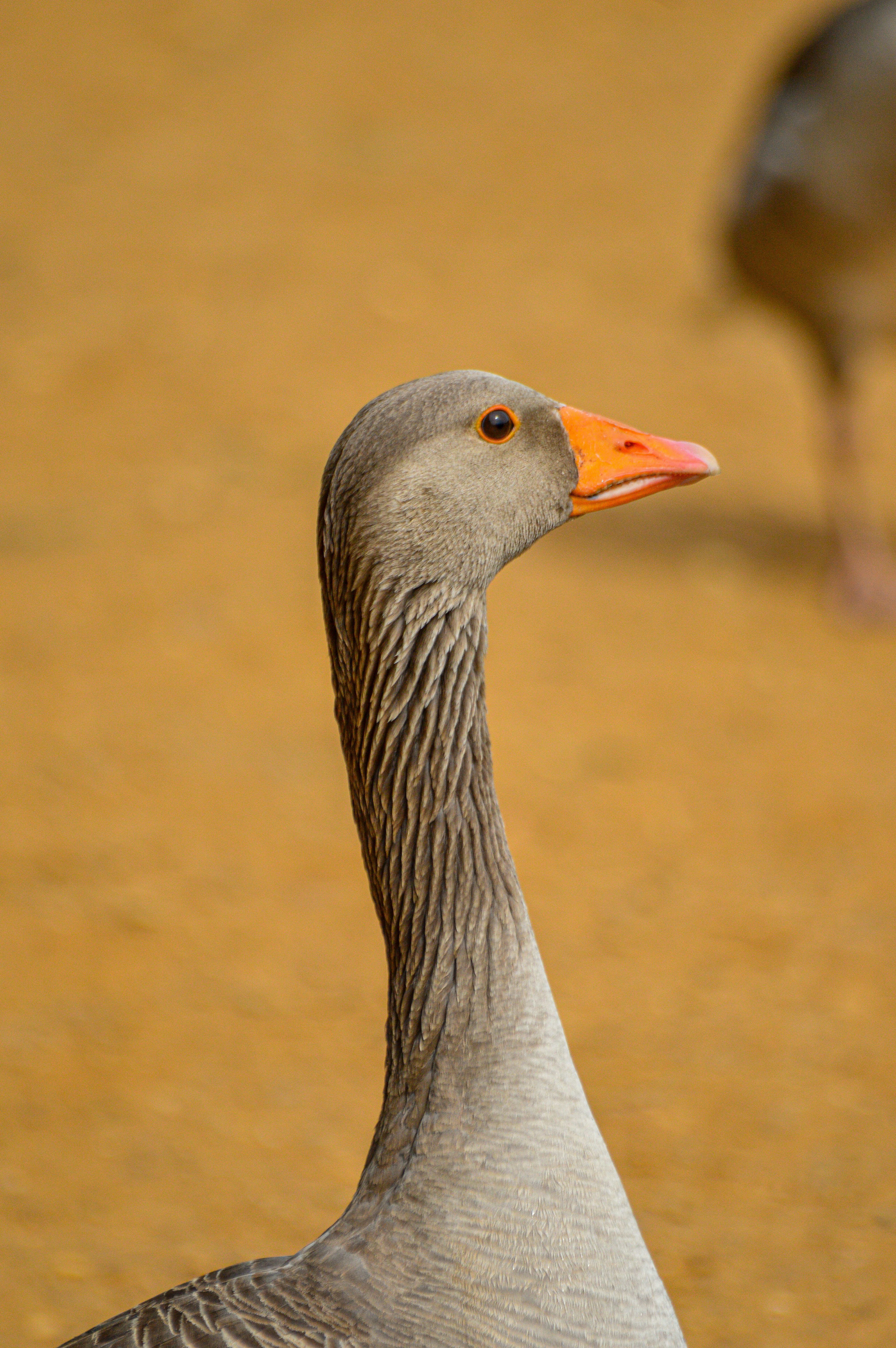 A close-up shot of a grey goose with an orange beak, standing against a warm, earthy background. The photograph captures the detailed texture of the goose's feathers and its attentive expression, emphasizing the natural beauty and character of this bird.