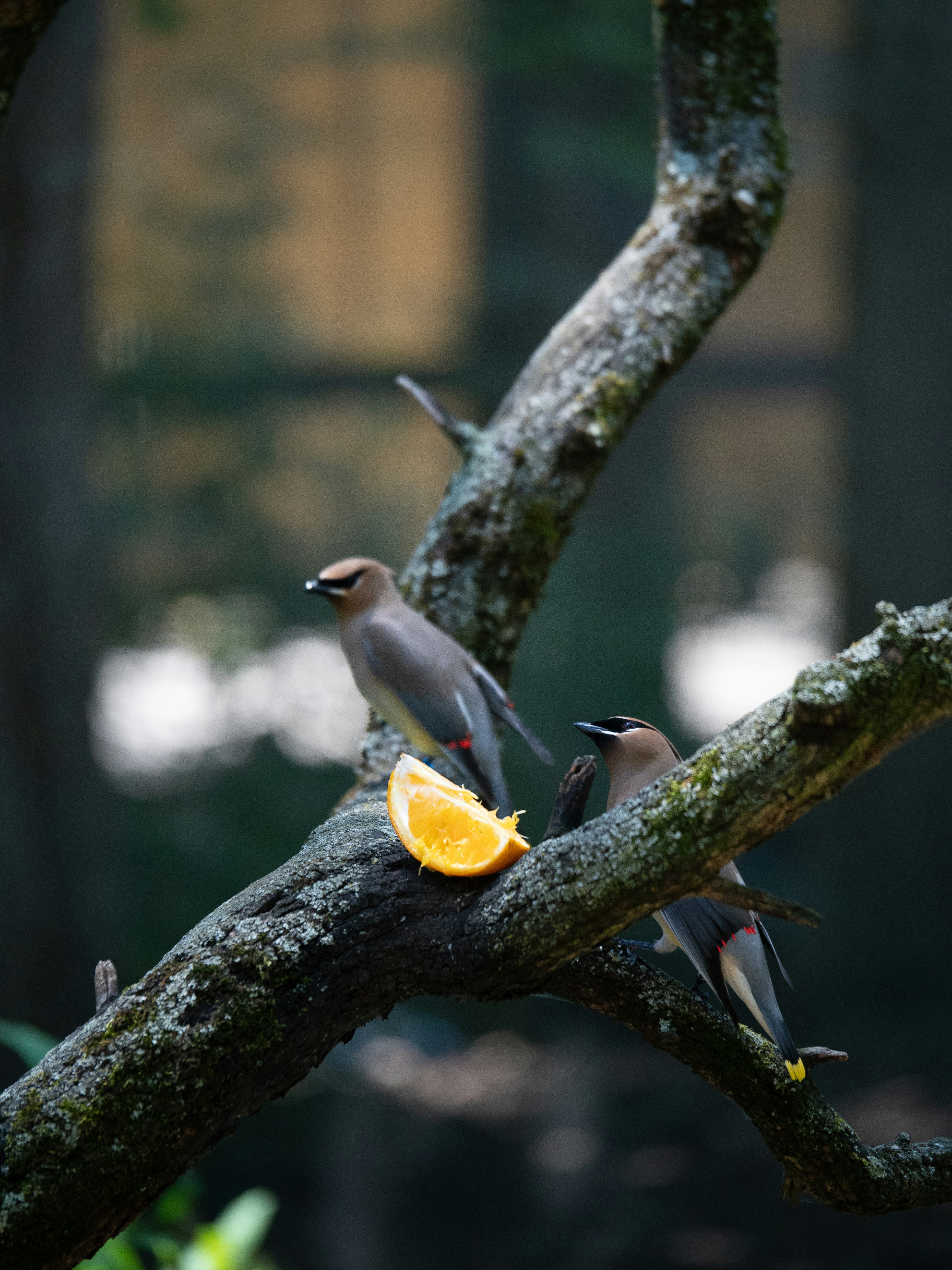 Orange Slice Rendezvous: Two Cedar Waxwings on a Mossy Branch