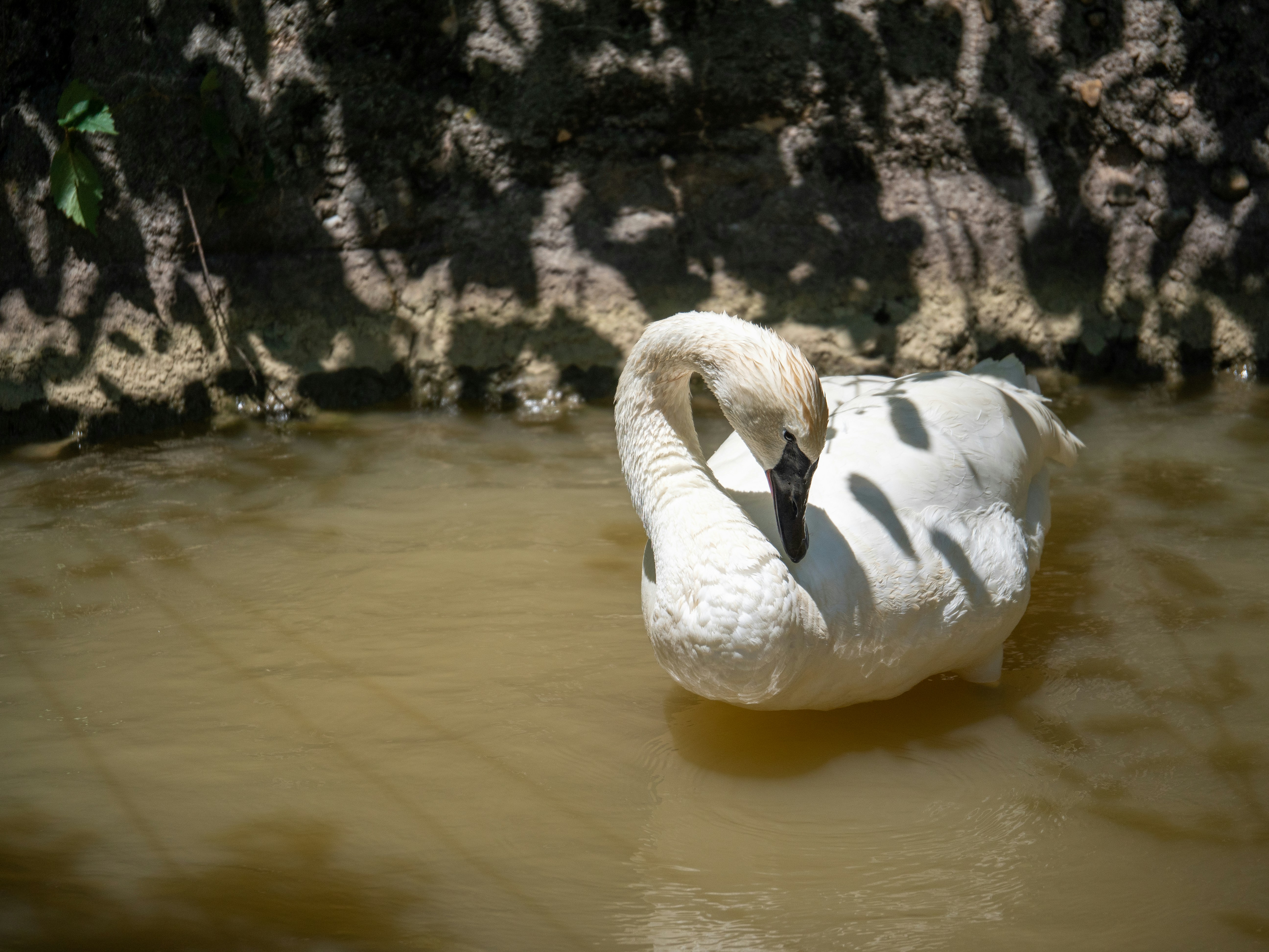 Silent Swan in Sunlit Canal