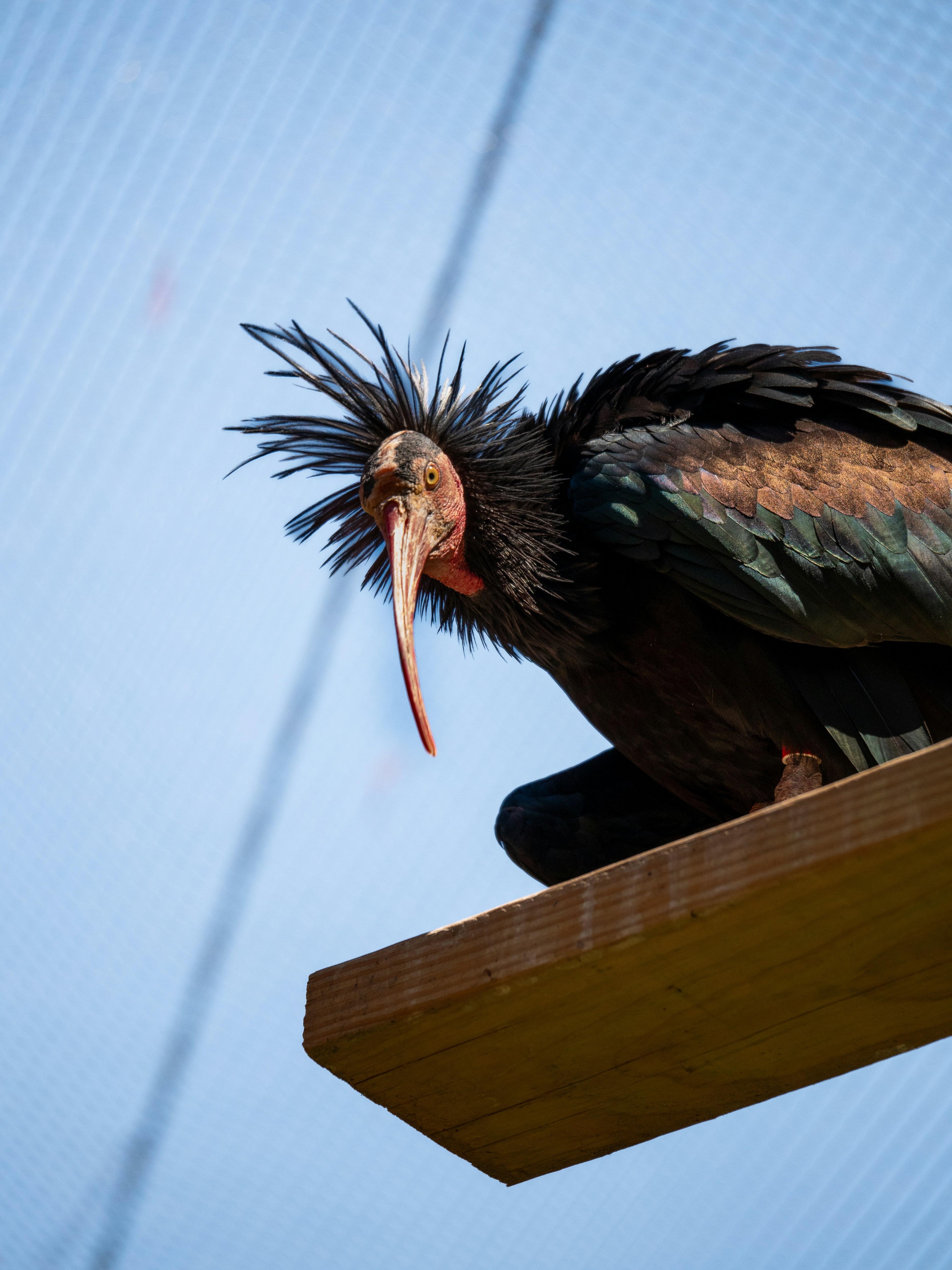 Crimson-faced Ibis with a Spiky Crest Perches on a Sunlit Beam