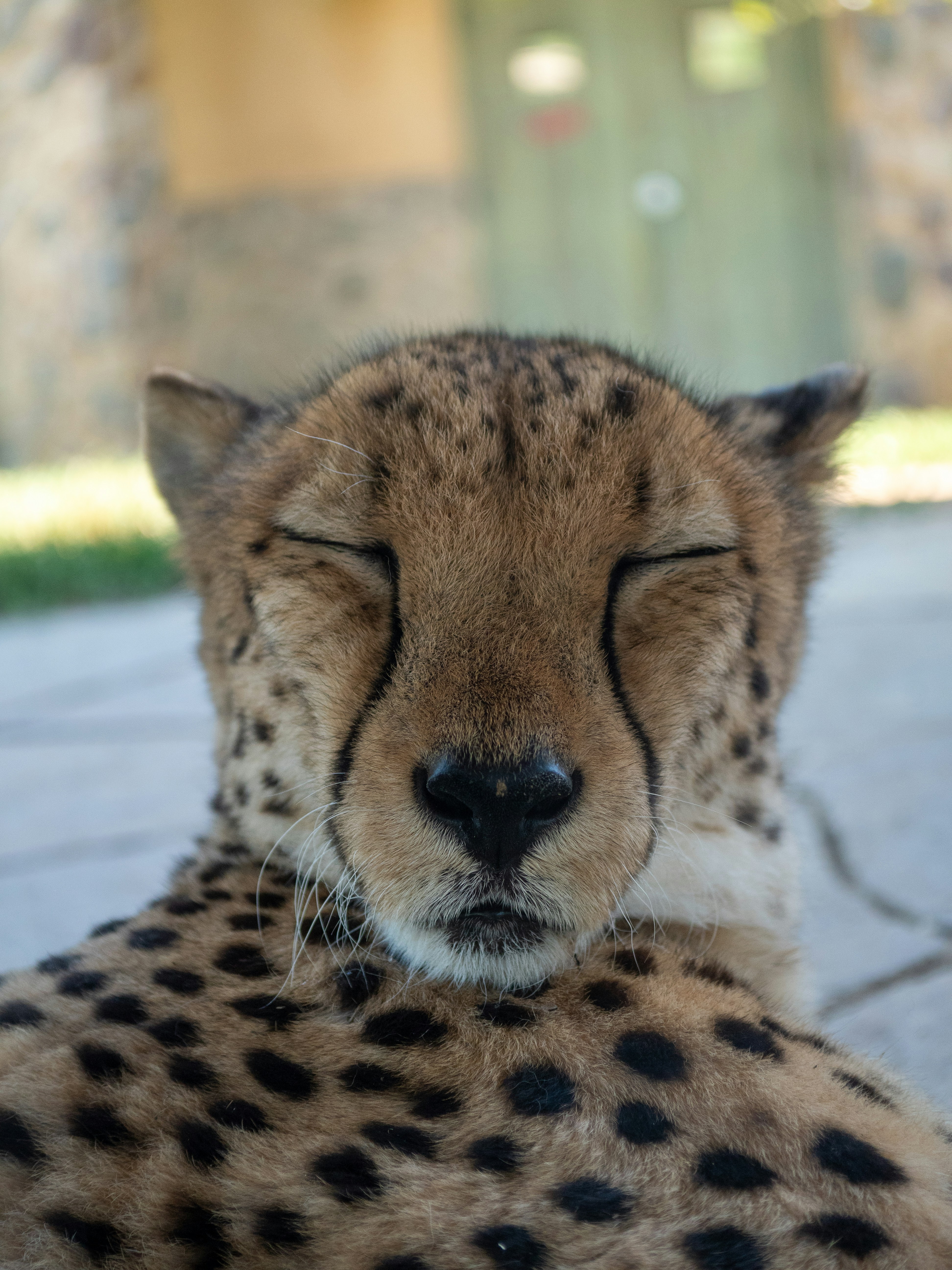 Close-up photograph showing a cheetah with eyes closed, resting on a sunlit surface; a shallow depth of field blurs the background to emphasize the serene face.