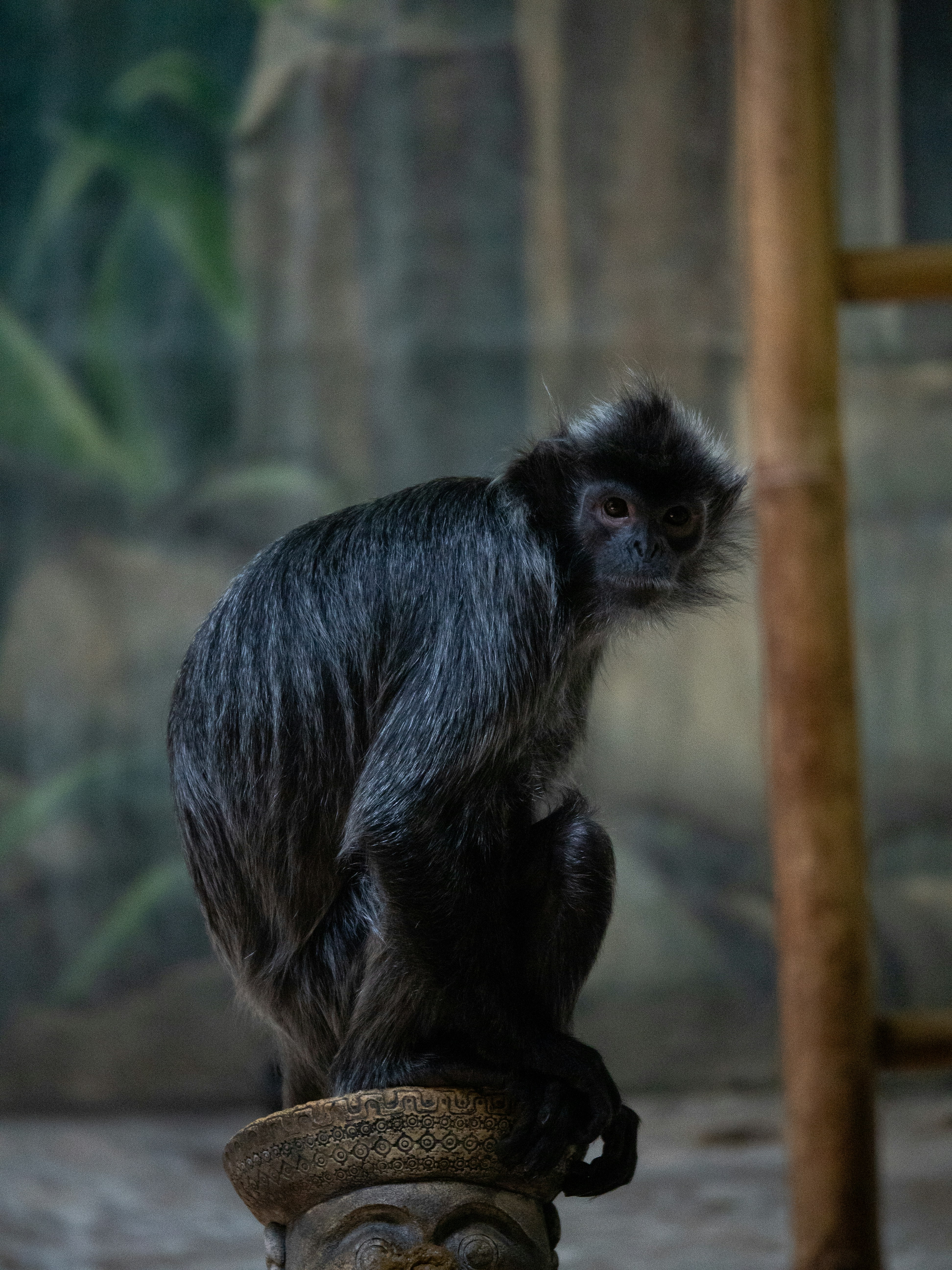 A monkey sitting on top of a shoe photo – Free Grey Image on Unsplash