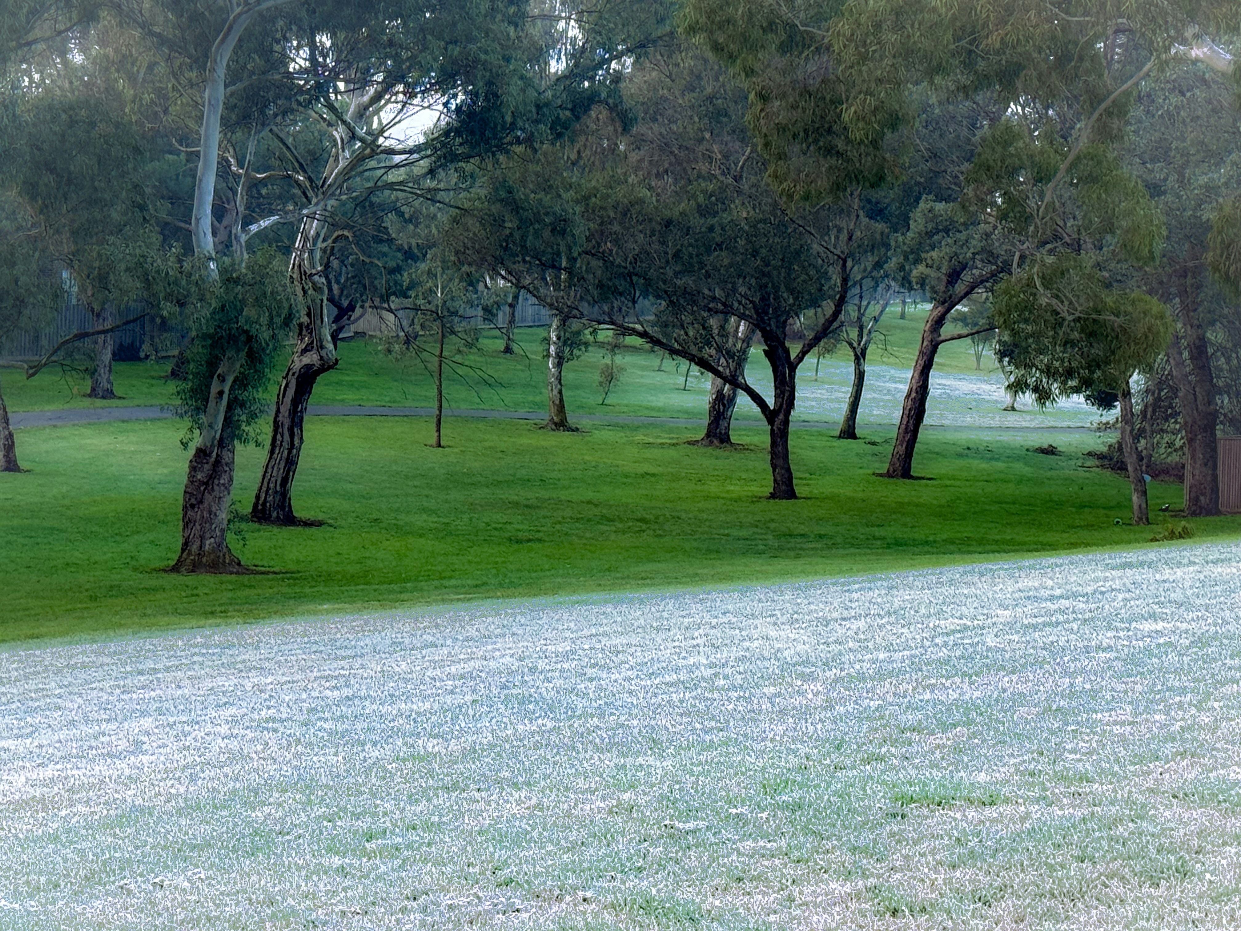 Silver Path and Green Canopy: A Quiet Park Morning