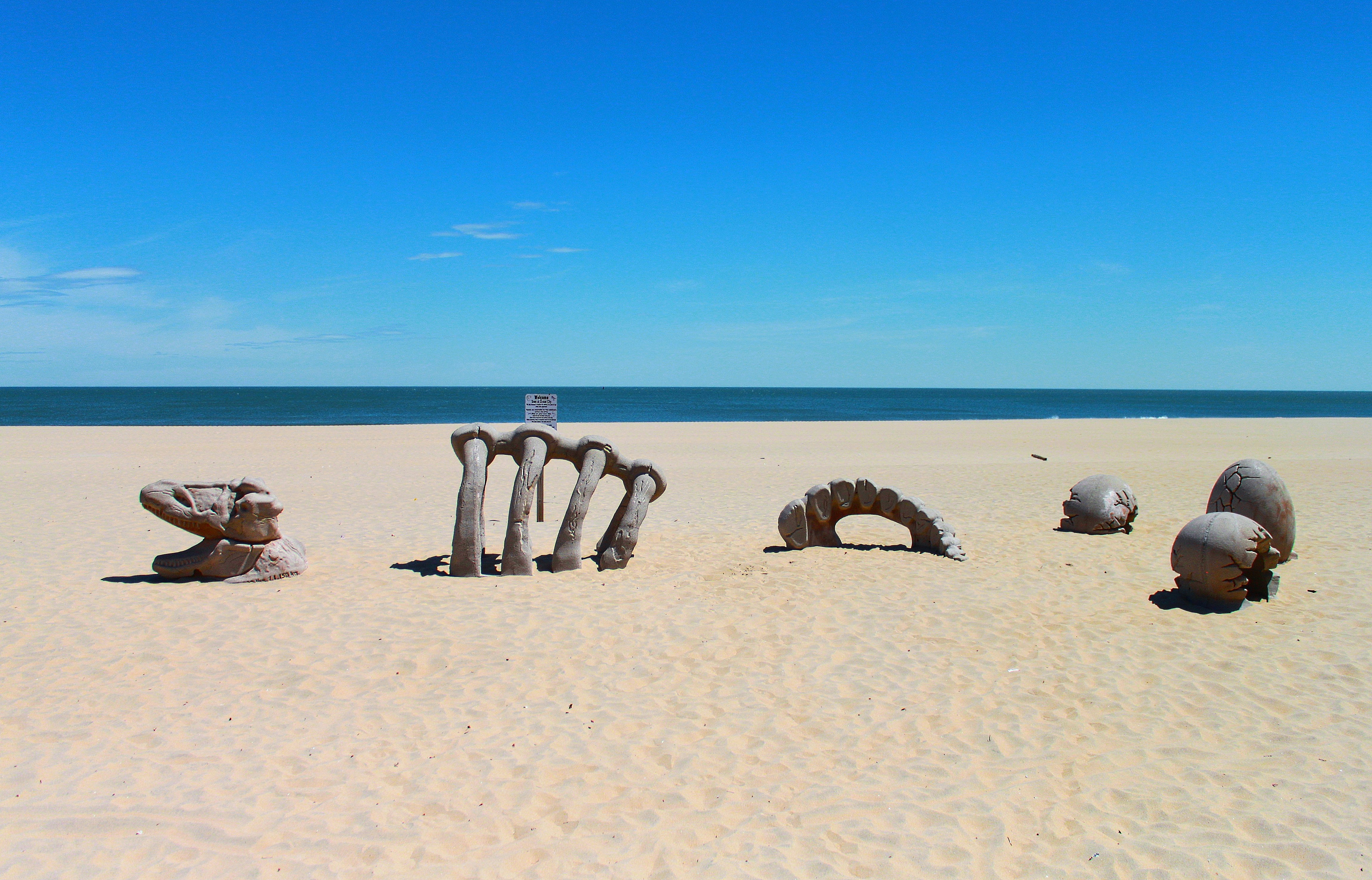Beach-Side Skeletons: A Quiet Gallery of Weathered Forms