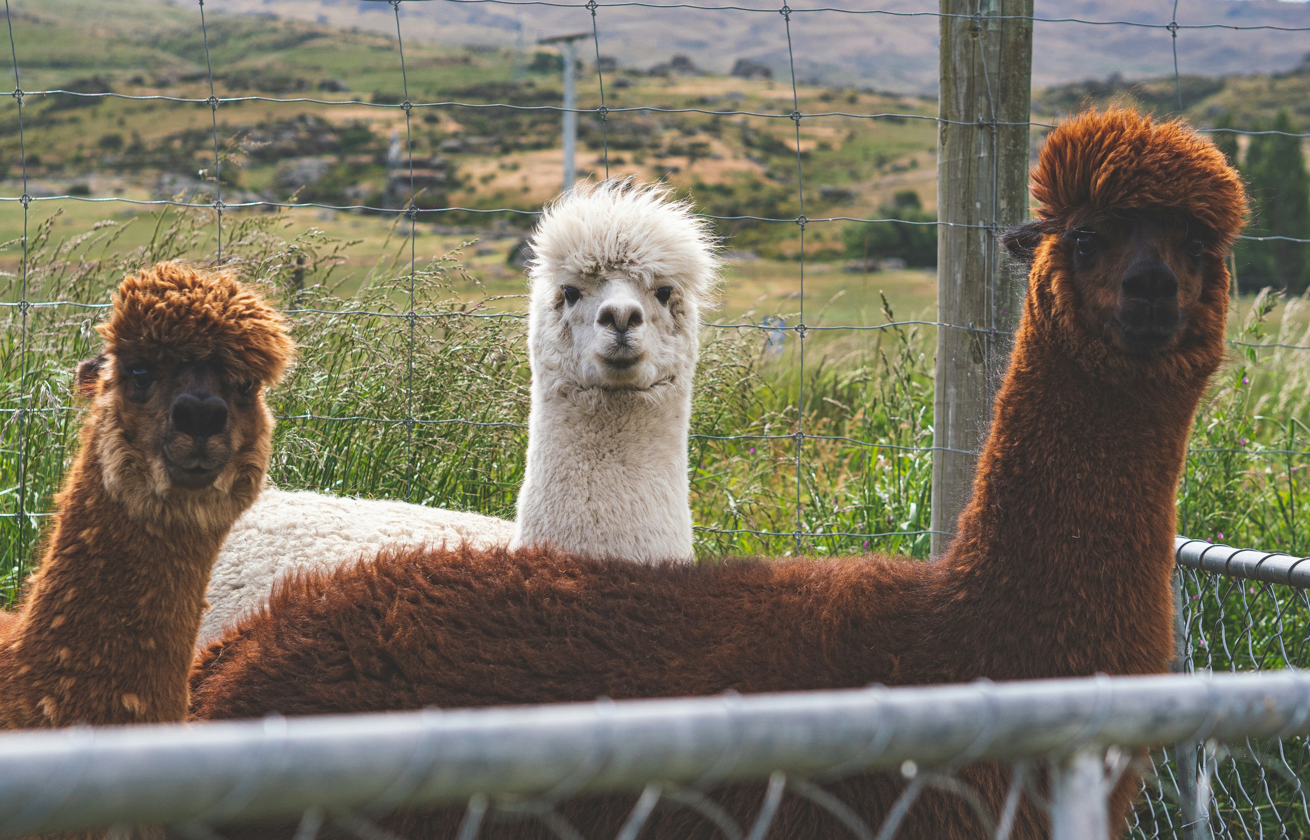 A group of alpacas in a fenced in area photo – Free Animal Image on ...