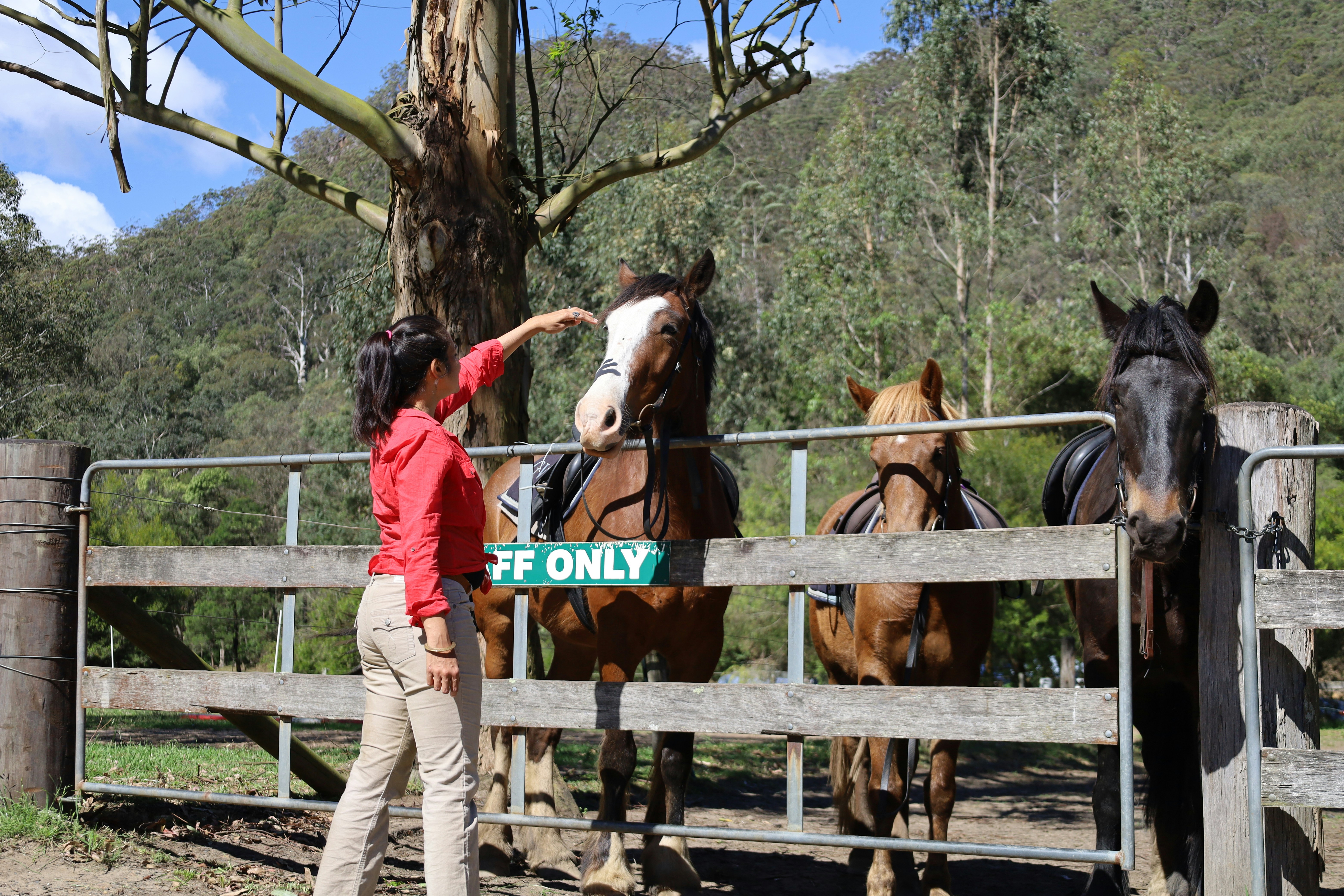 Red Jacket at the Gate: A Quiet Moment with Morning Horses