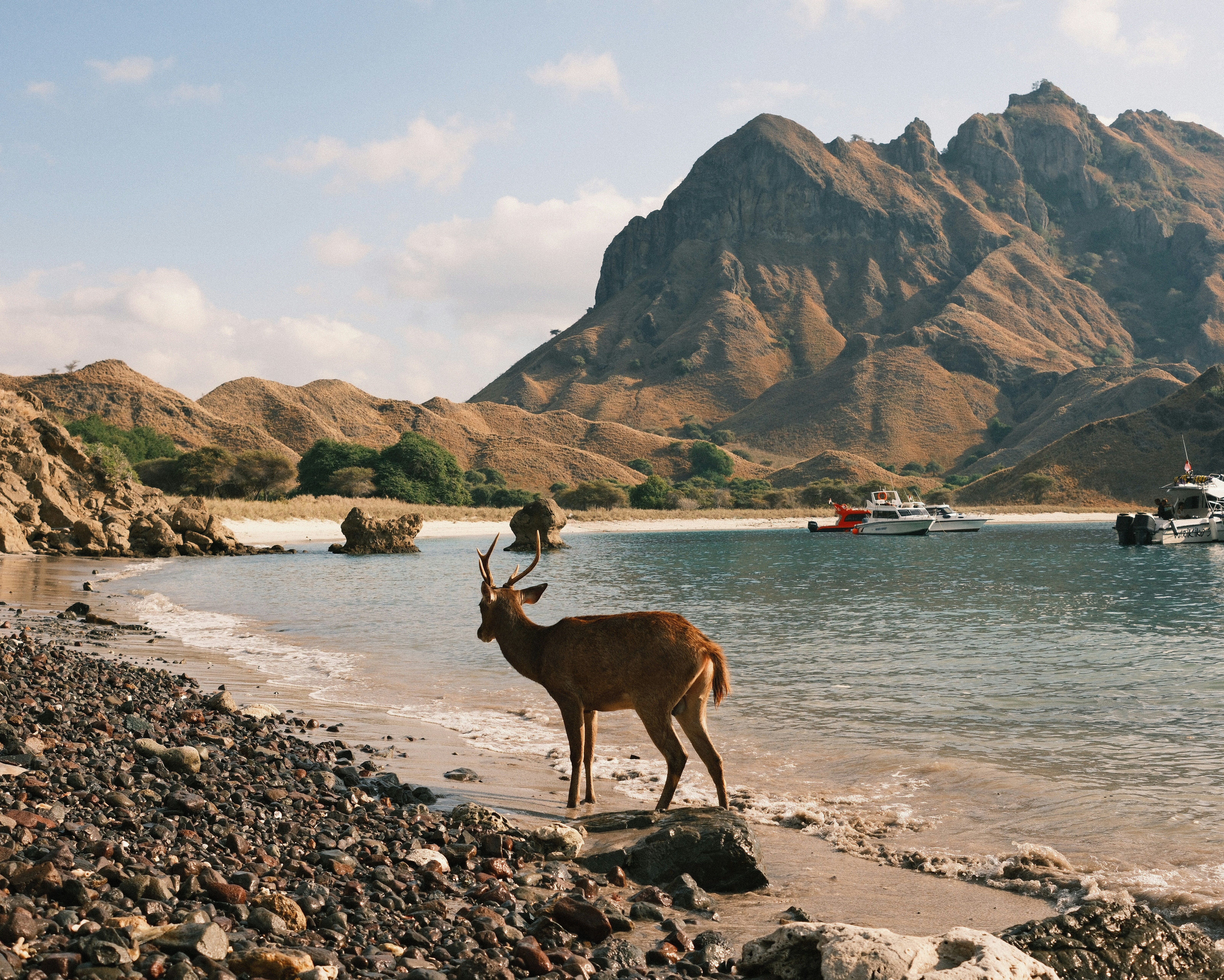 A deer standing on a rocky beach next to a body of waterDhiemas Afif Febriyan