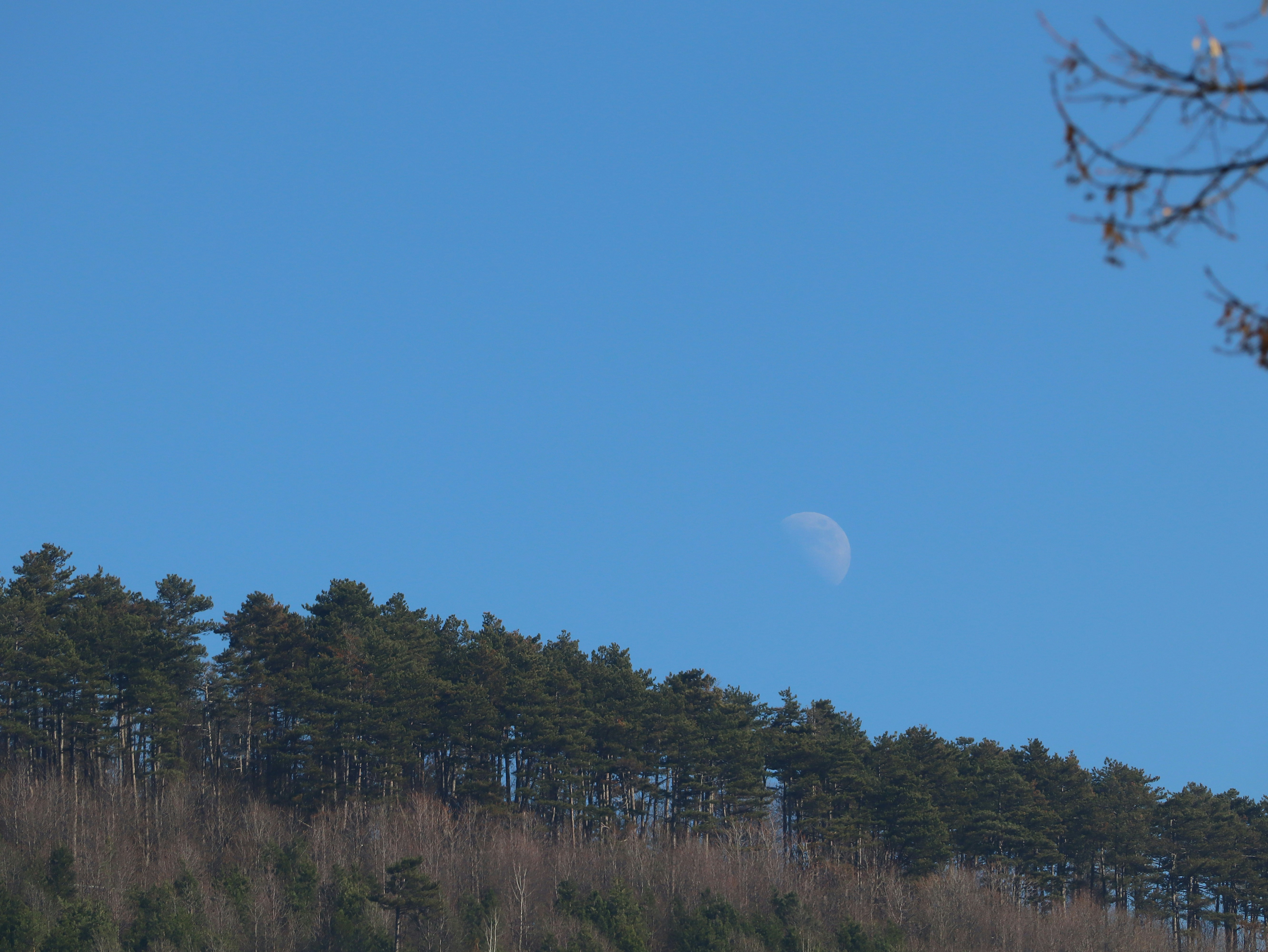 Moon Above the Pine Ridge