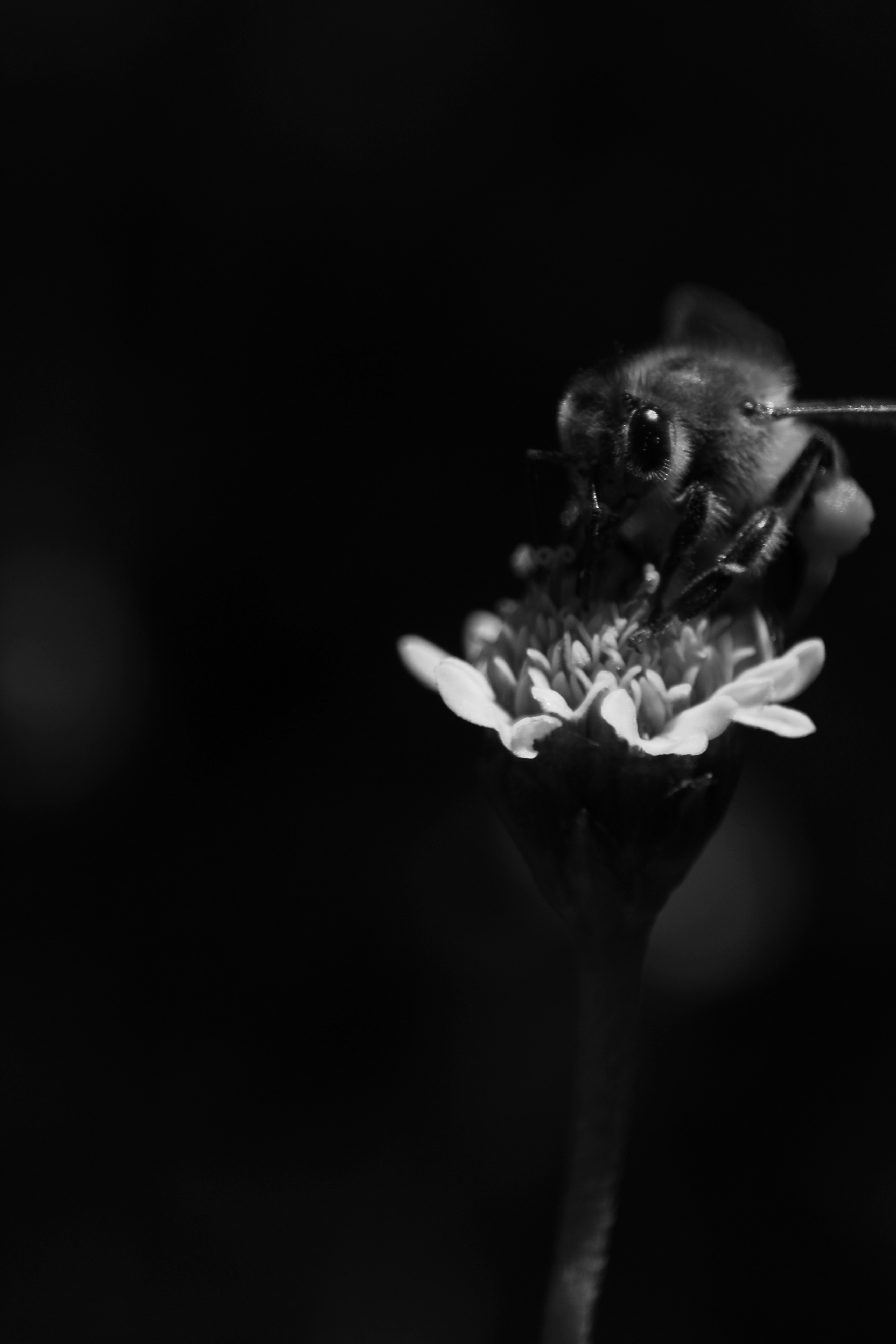 Monochrome Buzz at the Bloom's Edge