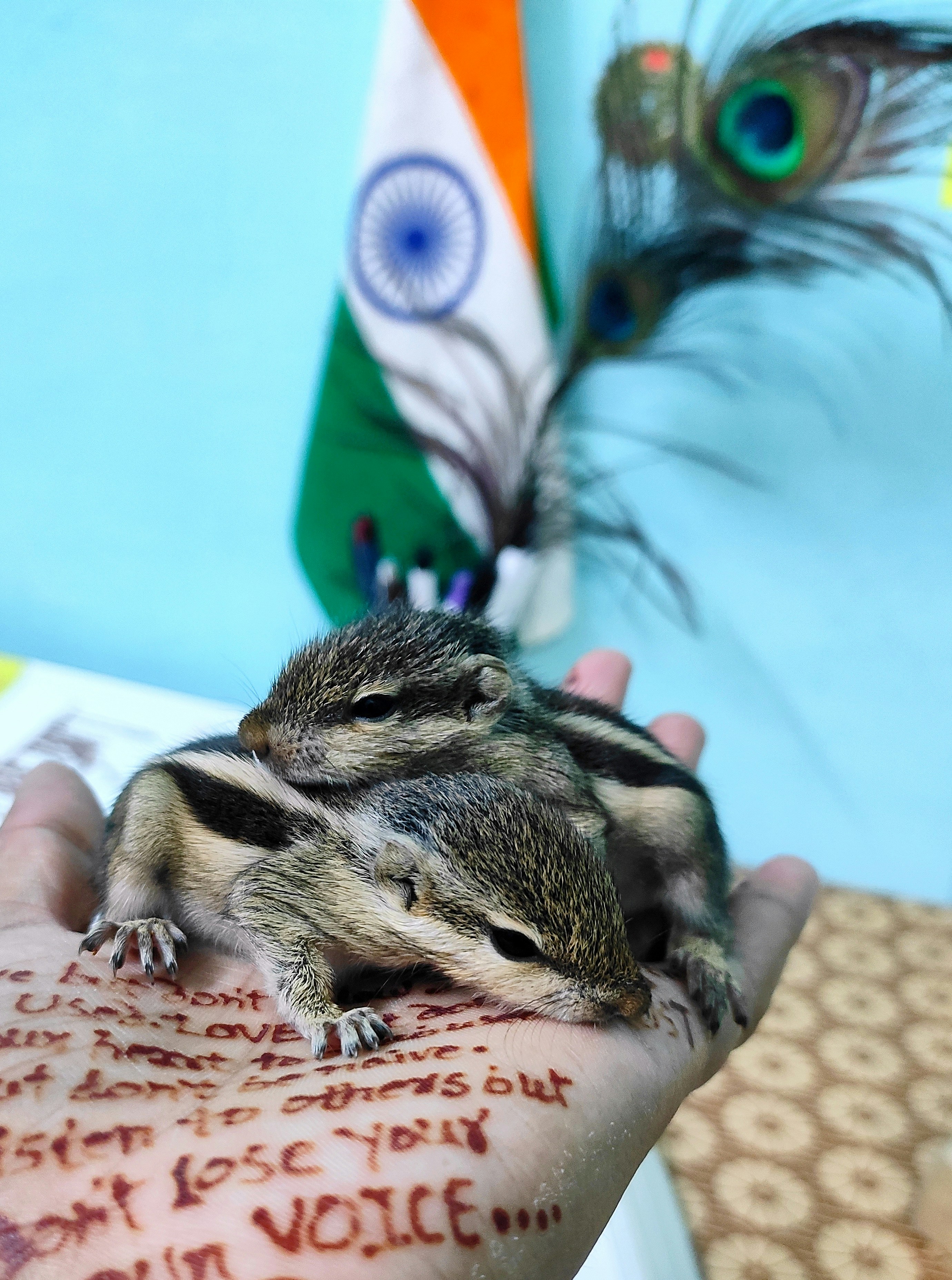 Palm-Sheltered Pips: Two Tiny Chipmunks on a Blue Backdrop with Flag and Peacock Feather