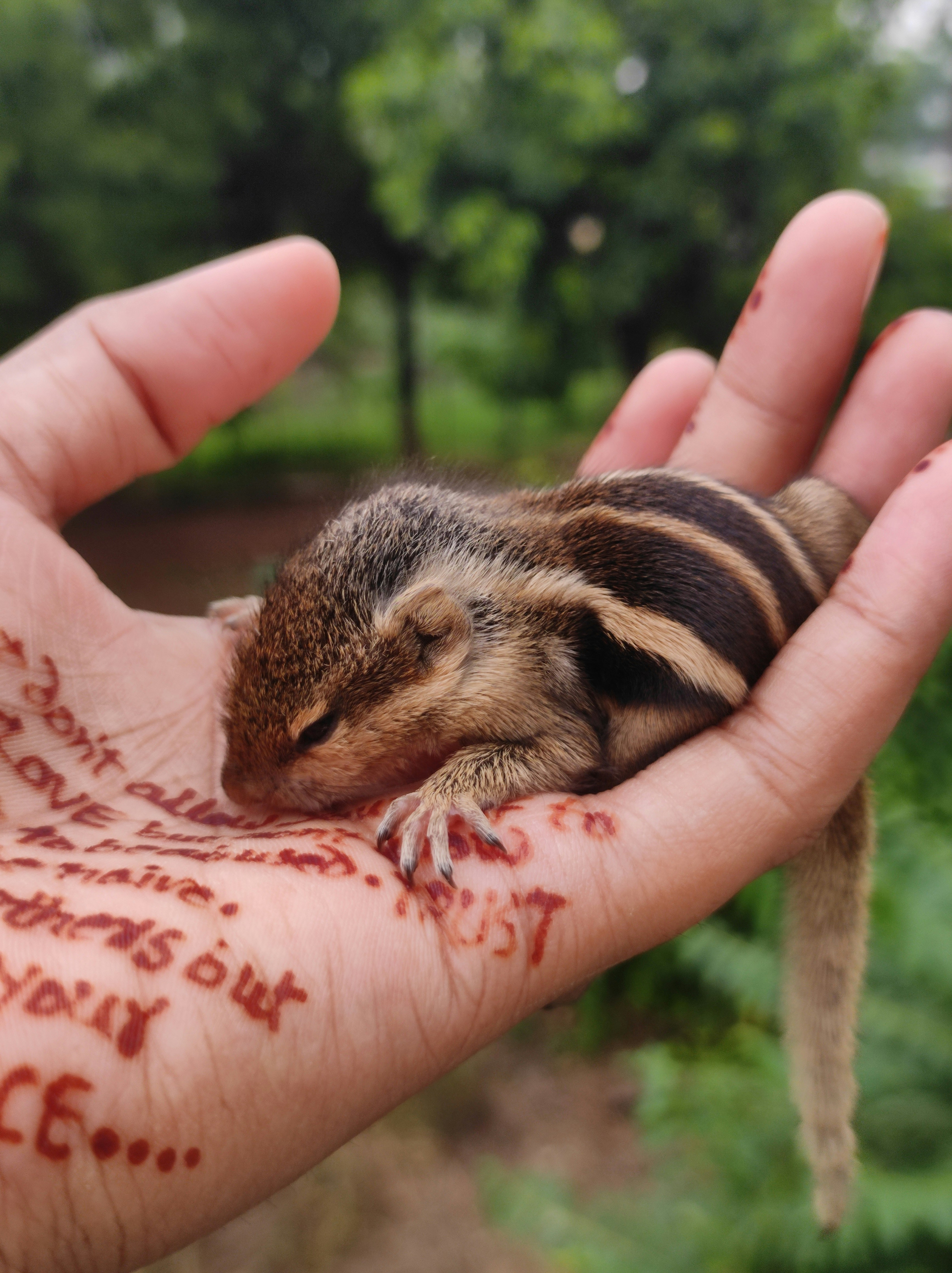 A person holding a small animal in their hand photo – Free Animal Image ...
