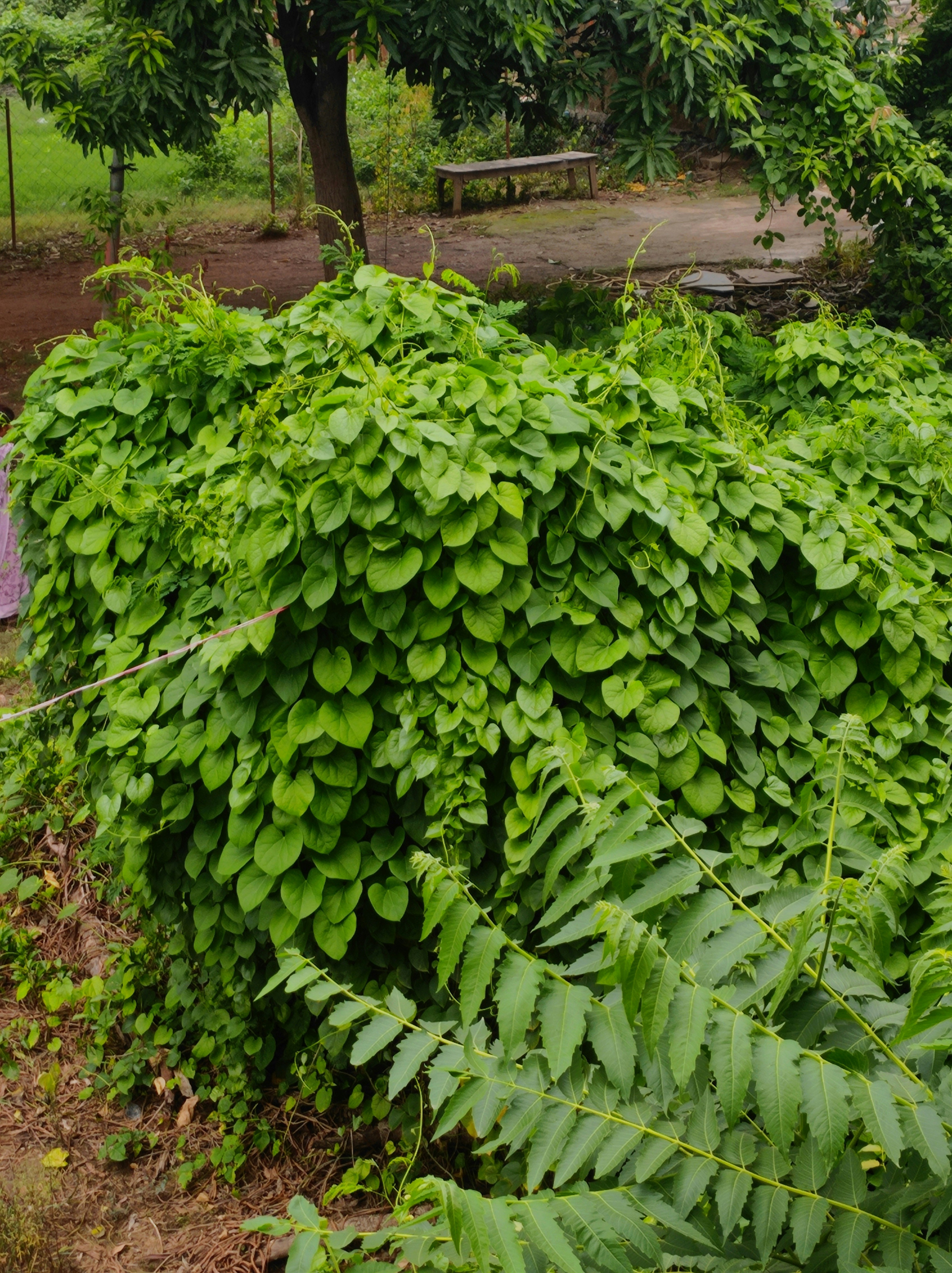 A lush green bush with lots of leaves photo – Free India Image on Unsplash