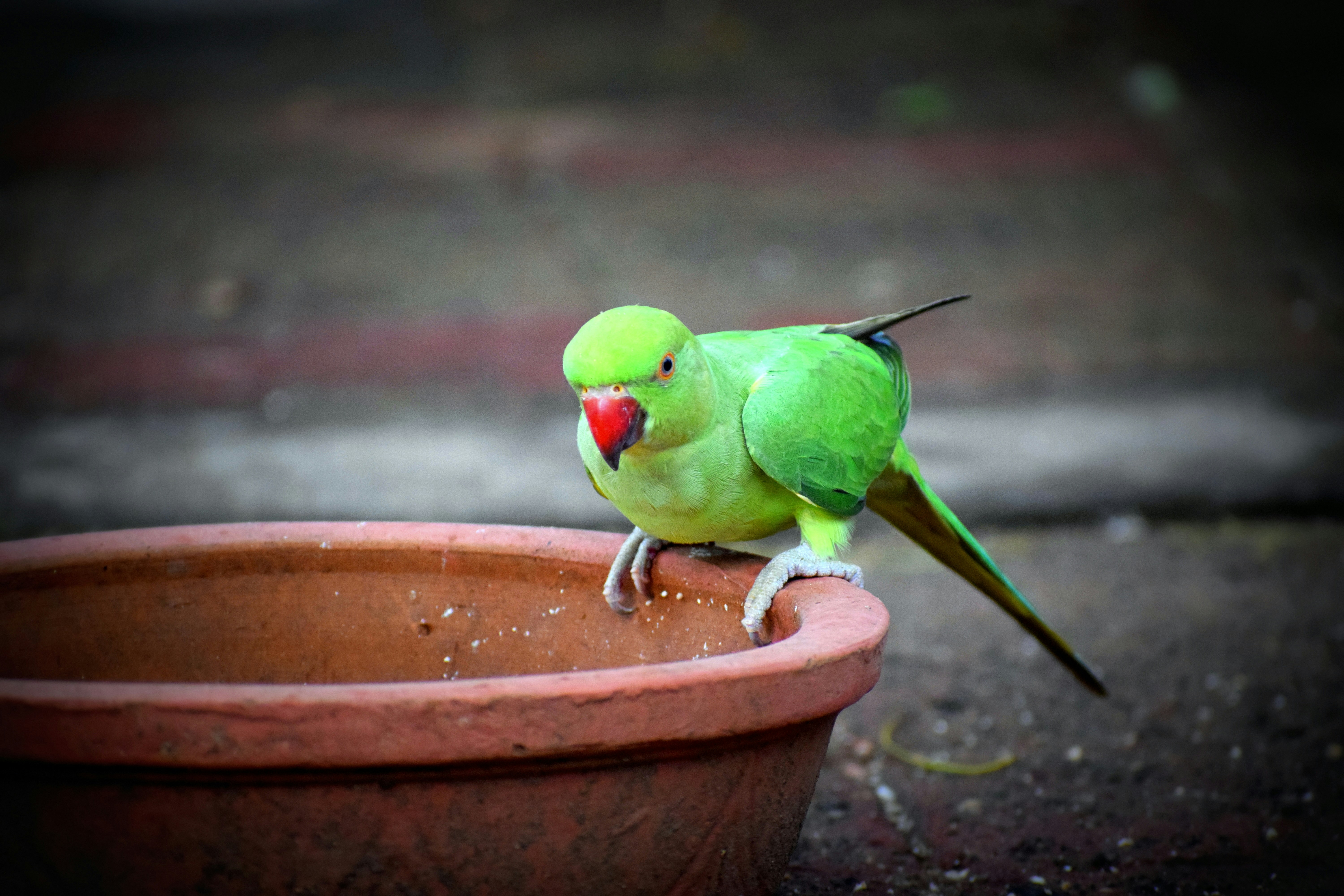 Emerald Parakeet on Terracotta Rim: A Quiet Vigil by the Pot