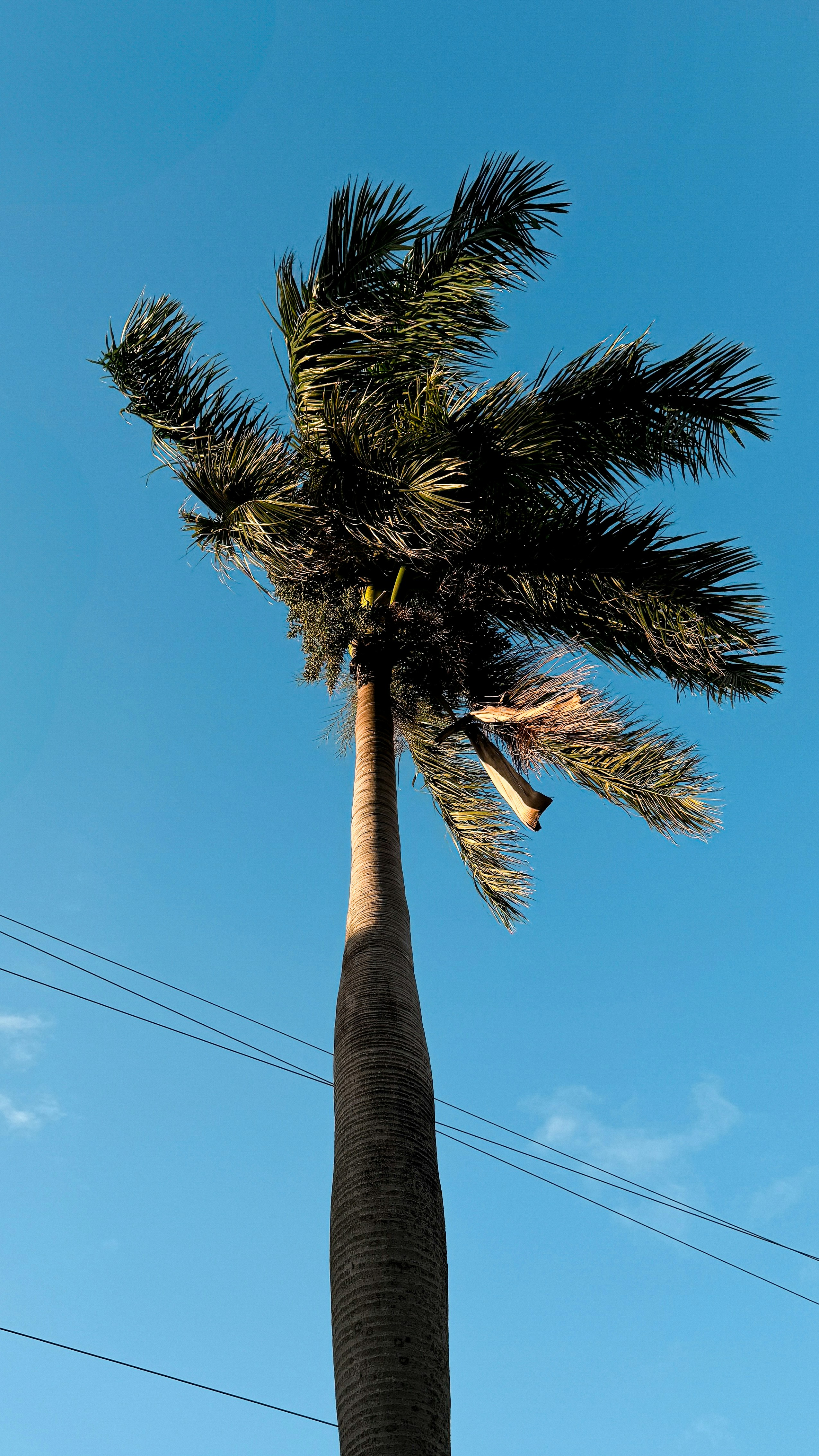 Reaching for the Sky: A Palm's Ascent