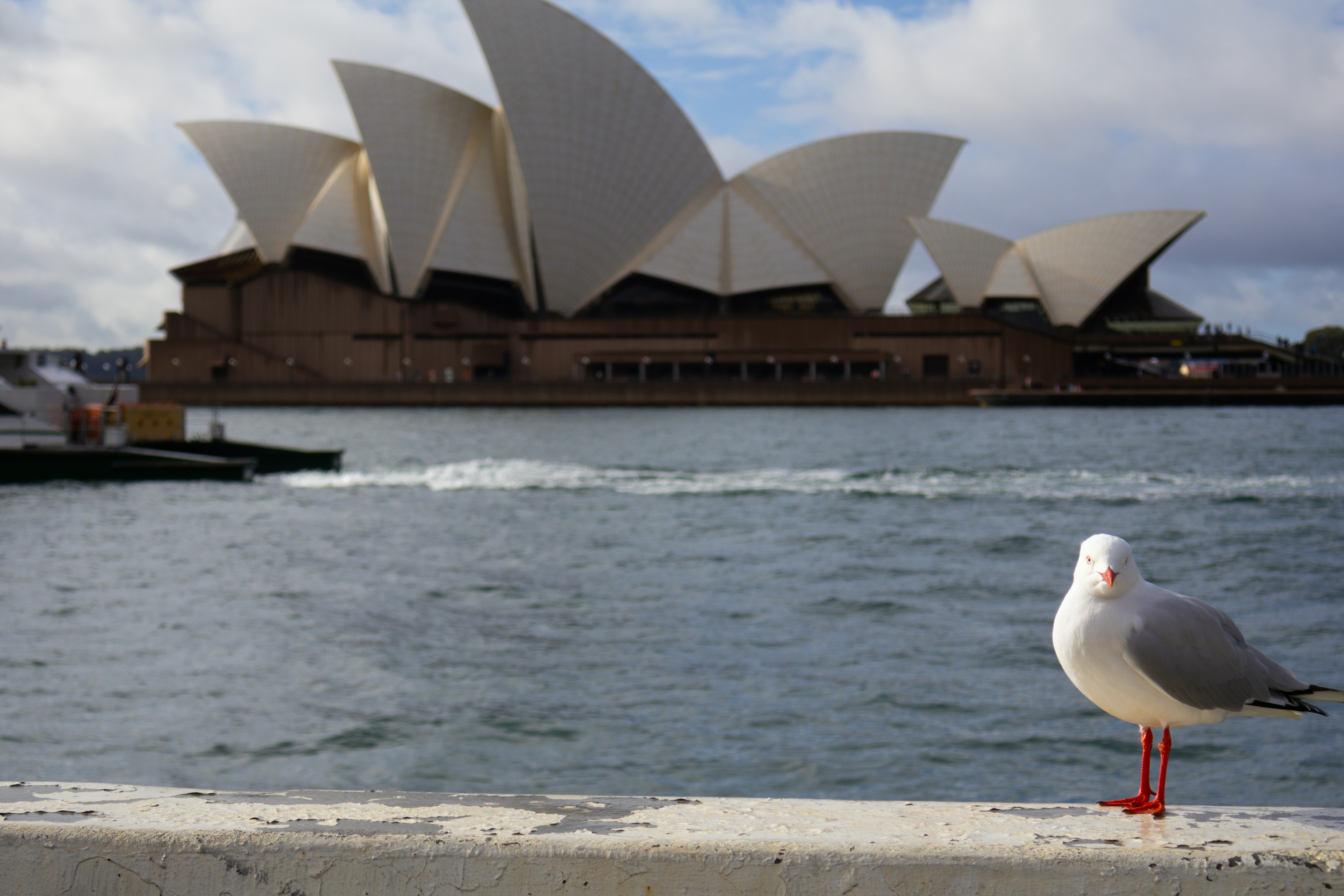 Seagull on the Quay: A Quiet Moment Against Sydney's Opera House