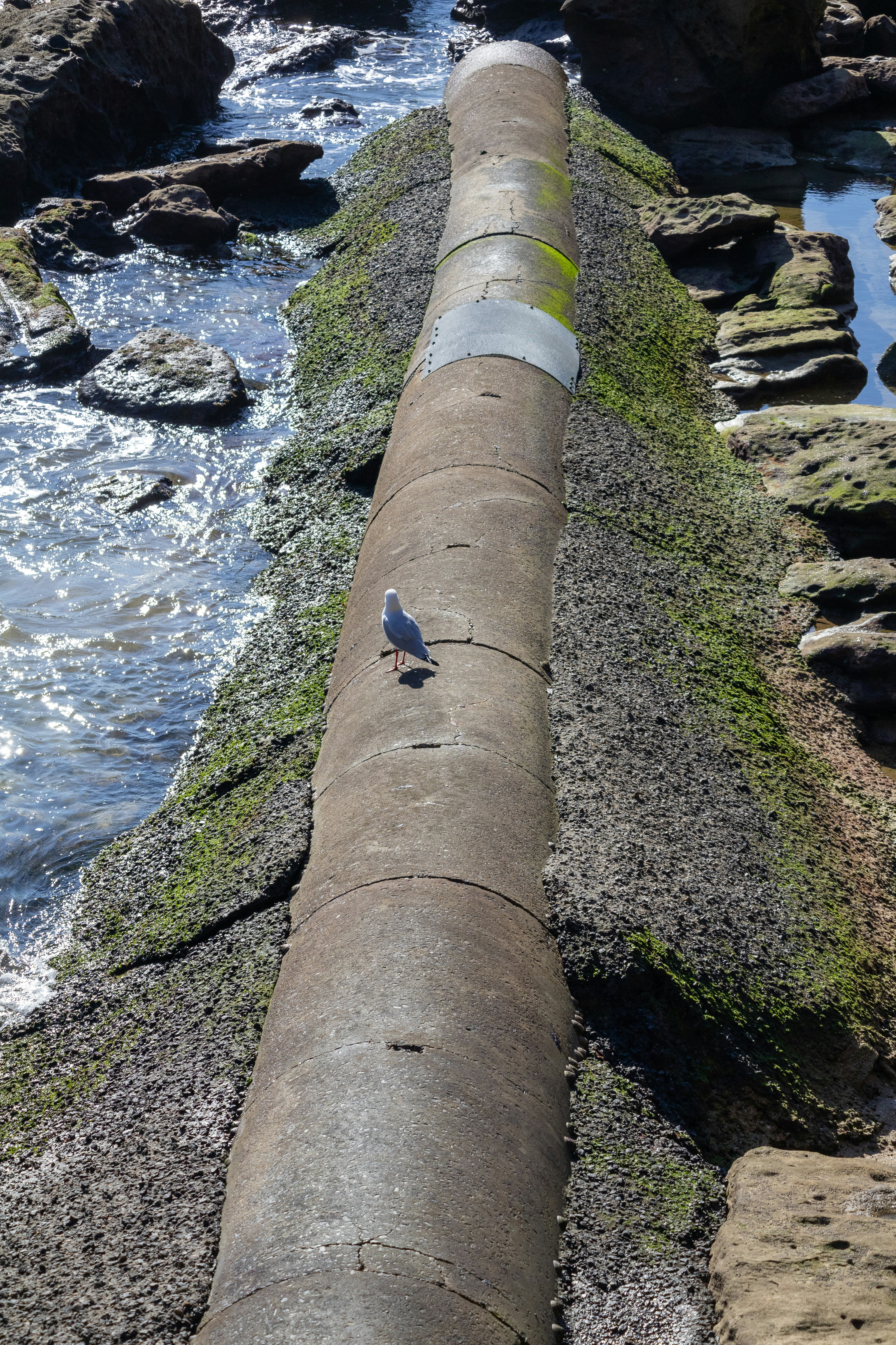 Midday Path: A Weathered Pipe Traversing a Tidal Spine