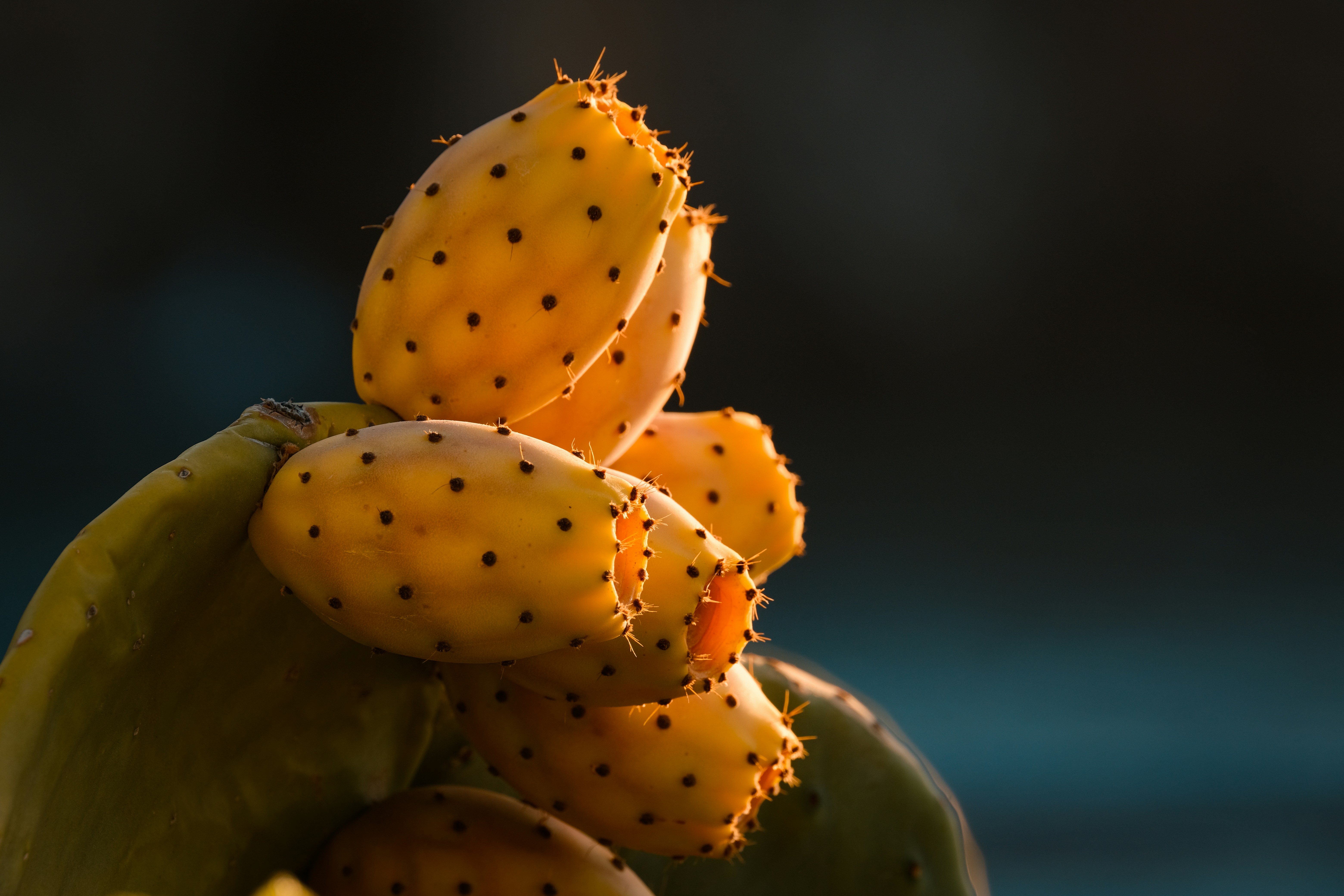 Sunlit Golden Prickly Pear: A Macro Portrait of Opalescent Pads