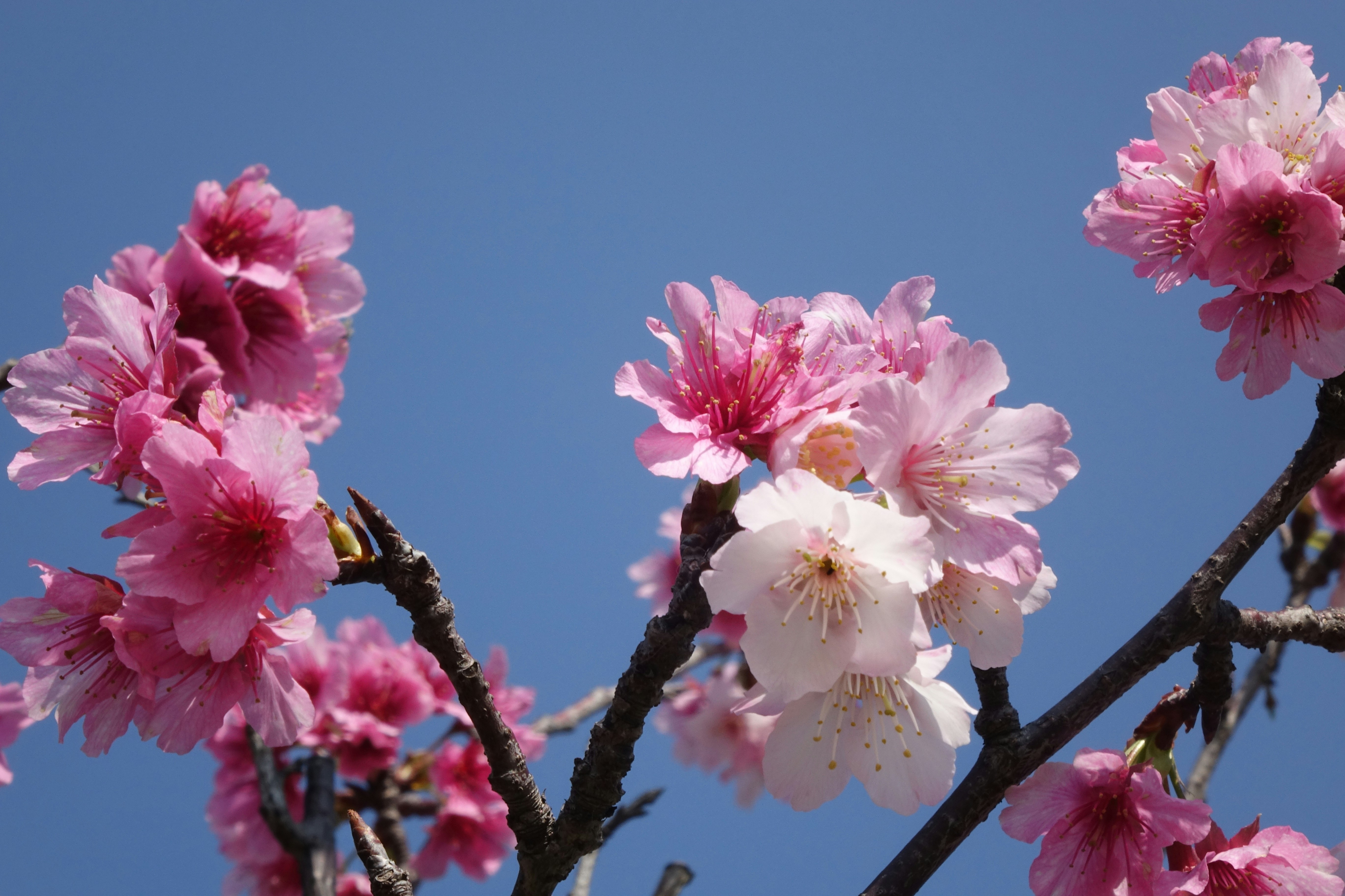 Photo by Arthur Tseng with Sony Cyber-shot RX10 II